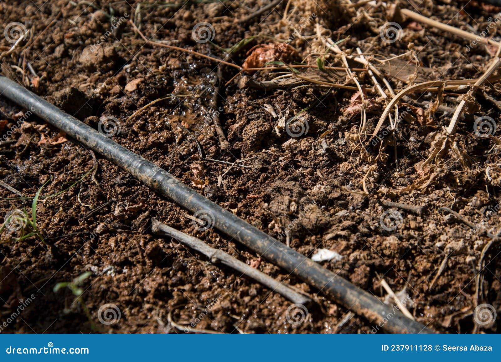 Drip irrigation stock photo. Image of plant, technology - 237911128
