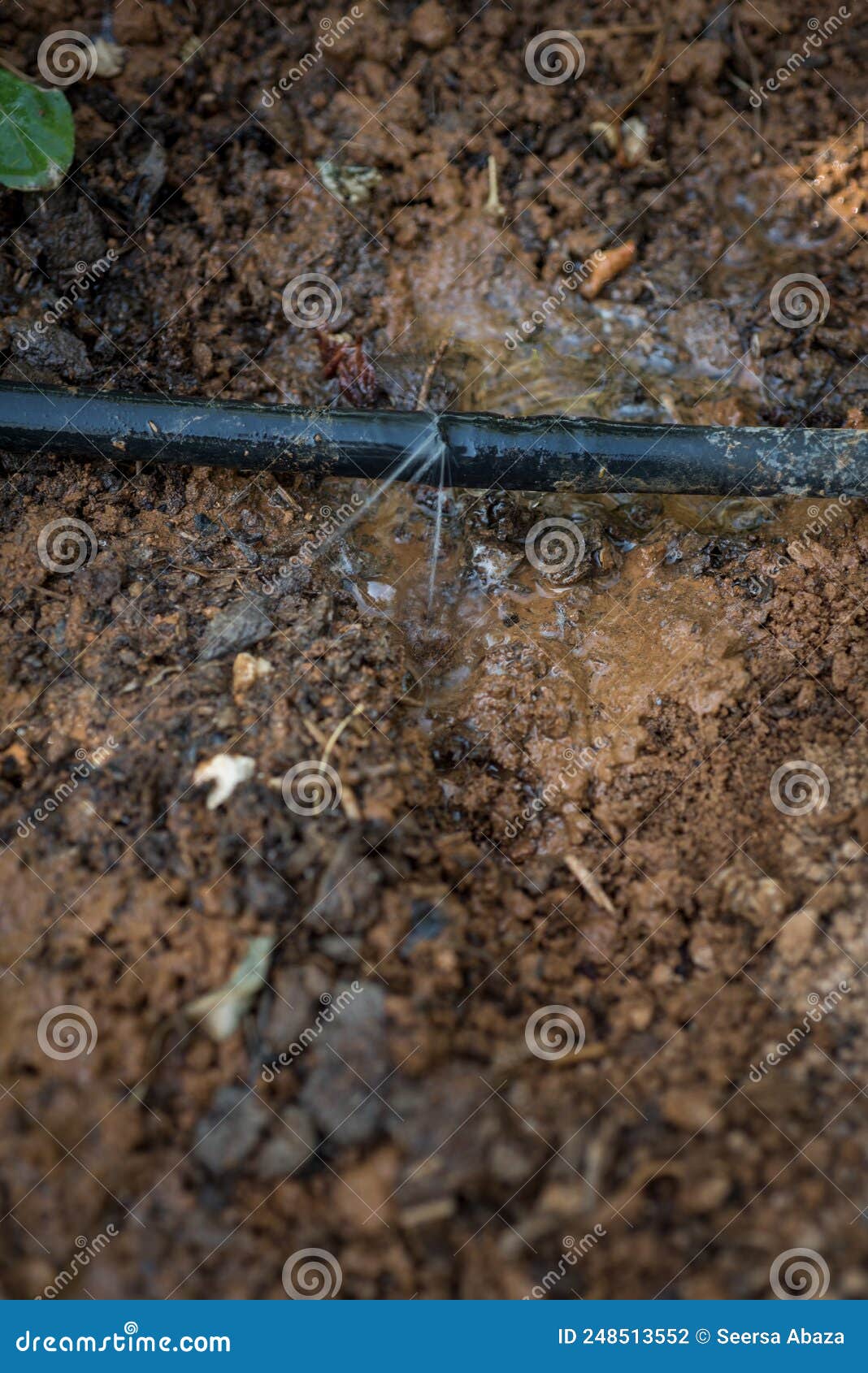 Drip irrigation stock photo. Image of soil, irrigation - 248513552