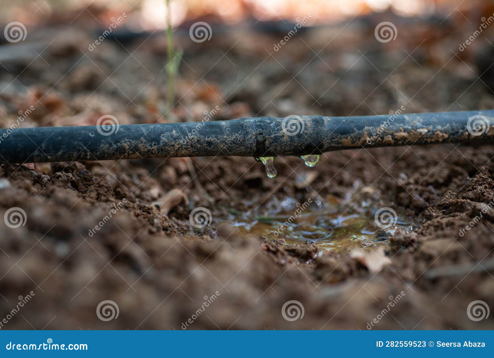 Drip irrigation stock image. Image of water, technology - 282559523