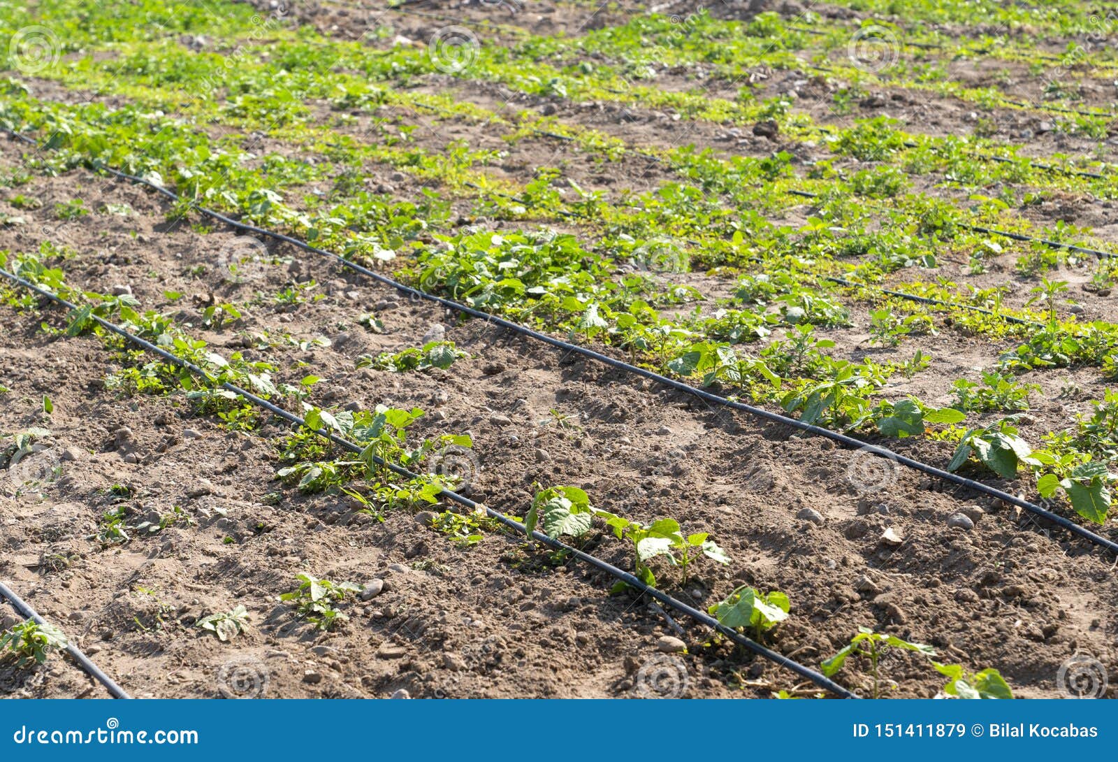 Drip Irrigation in Vegetable Field, Selective Focus Stock Image - Image ...