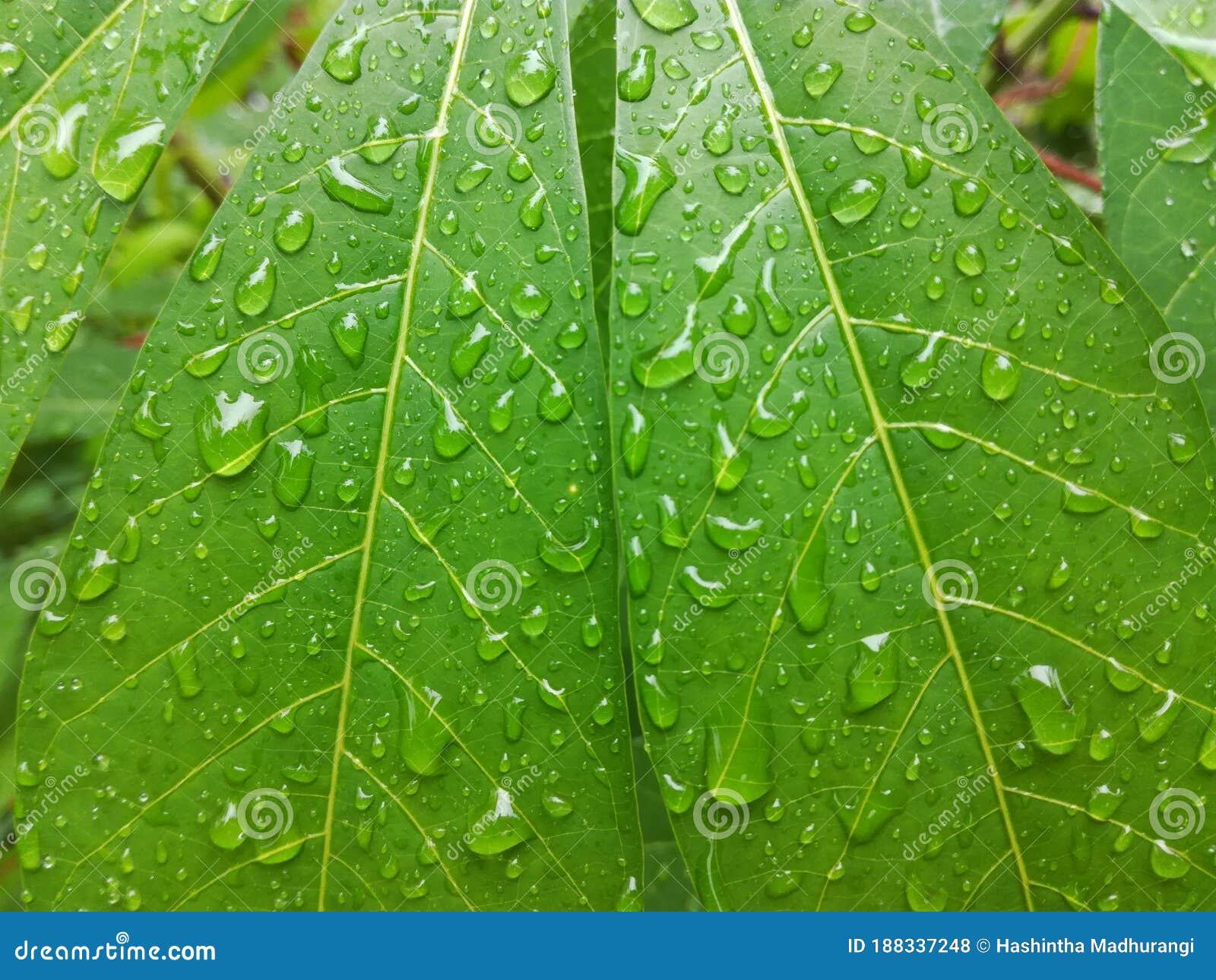 Drip of a Leaf in a Tree. a Leaf of a Tree after the Rains Stock Photo ...