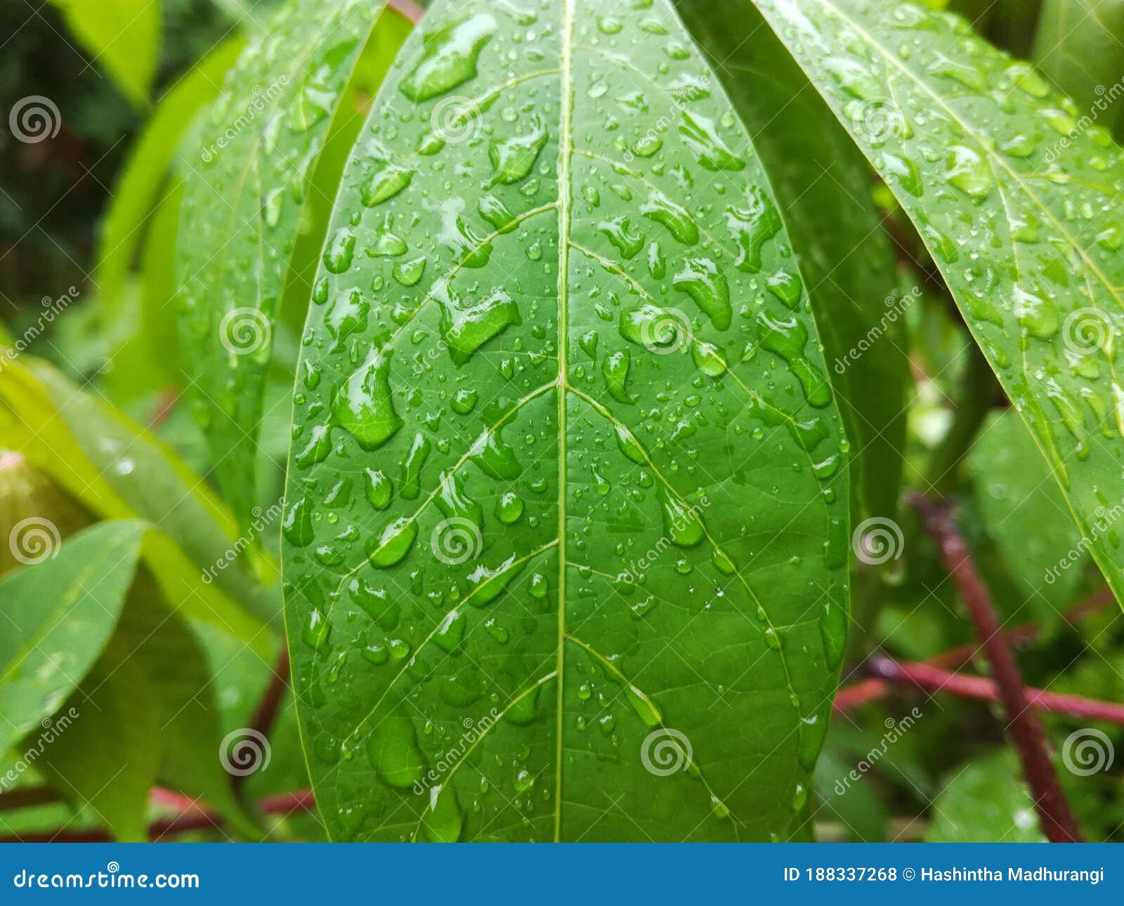 Drip of a Leaf in a Tree. a Leaf of a Tree after the Rains Stock Photo ...