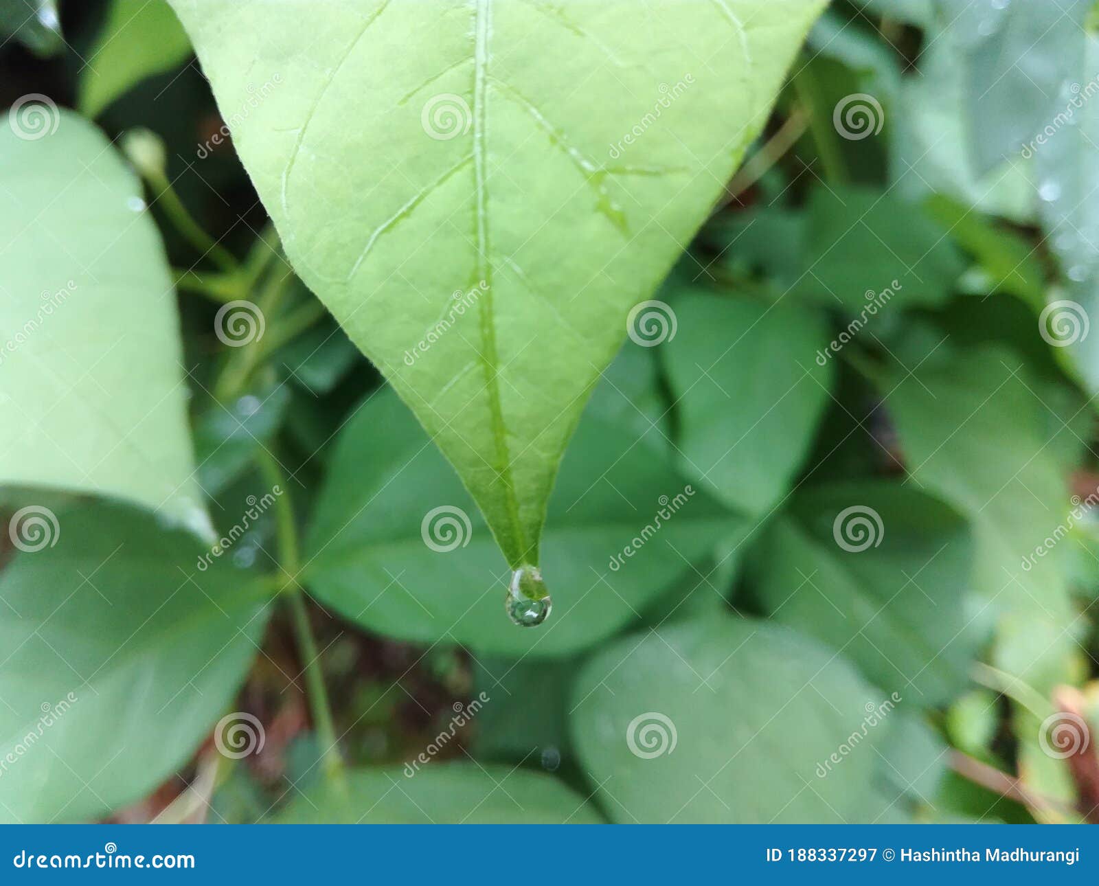 Drip of a Leaf in a Tree. a Leaf of a Tree after the Rains Stock Image ...