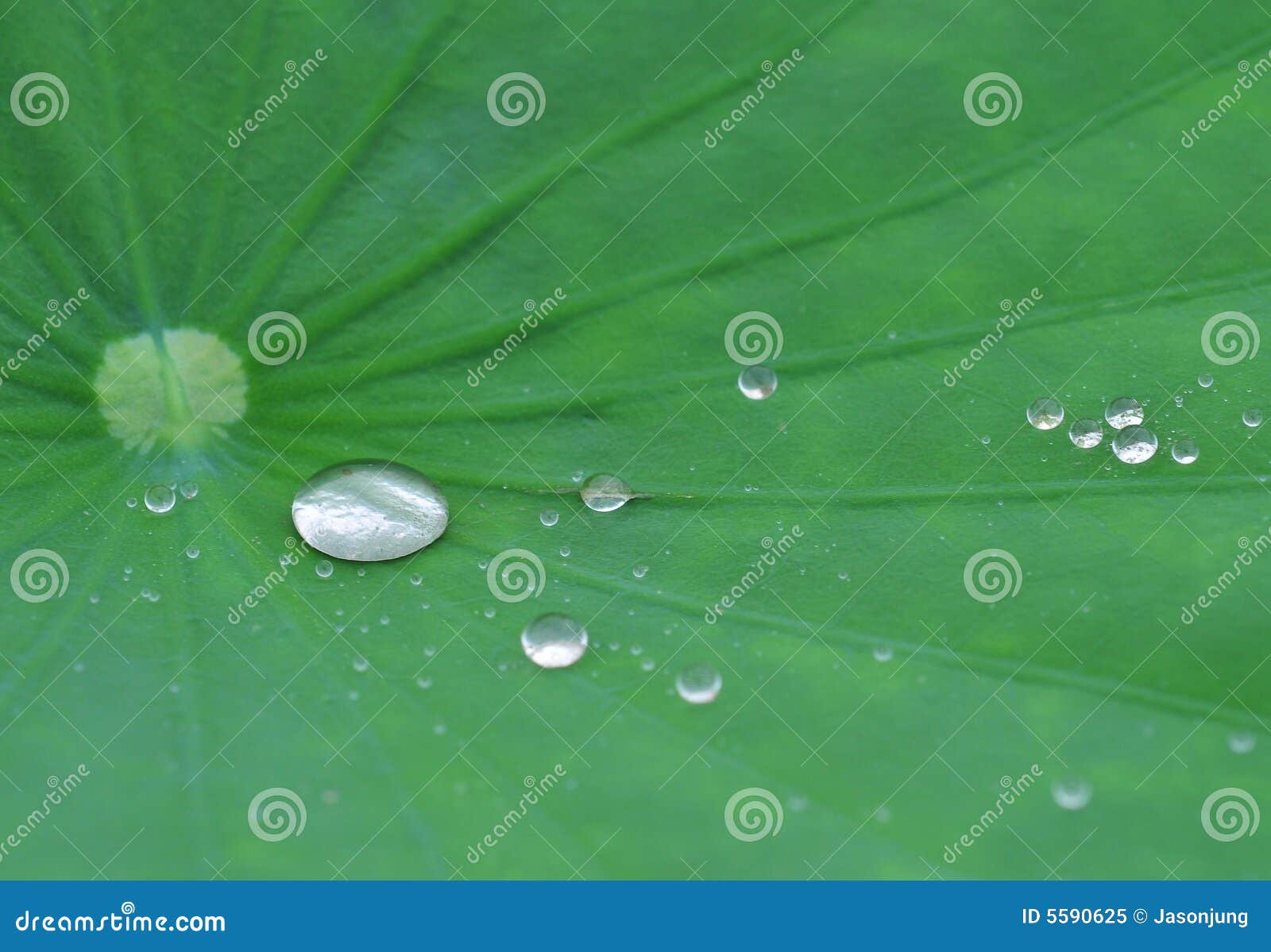 Drip in lotus leaf stock image. Image of plant, roll, float - 5590625