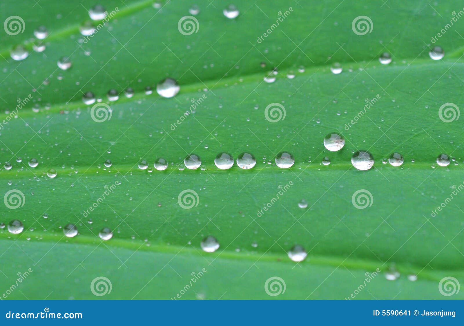 Drip in lotus leaf stock image. Image of dripping, lake - 5590641
