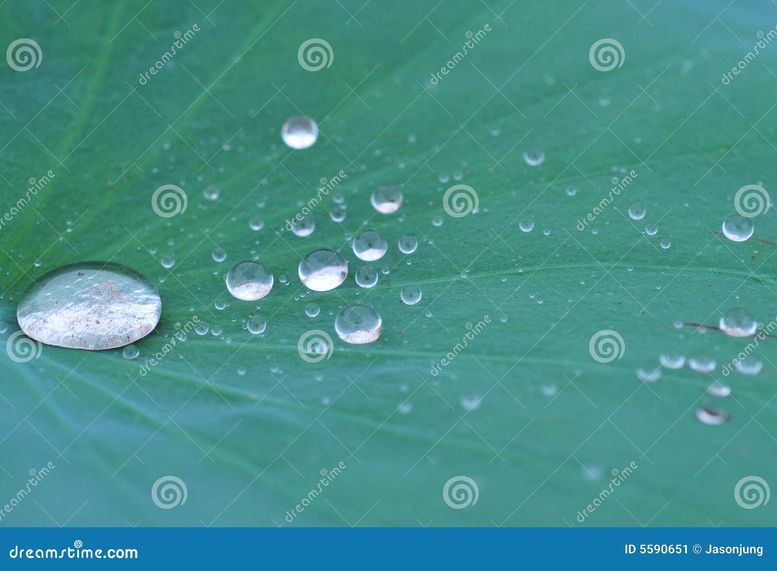 Drip in lotus leaf stock image. Image of drip, grass, lotus - 5590651