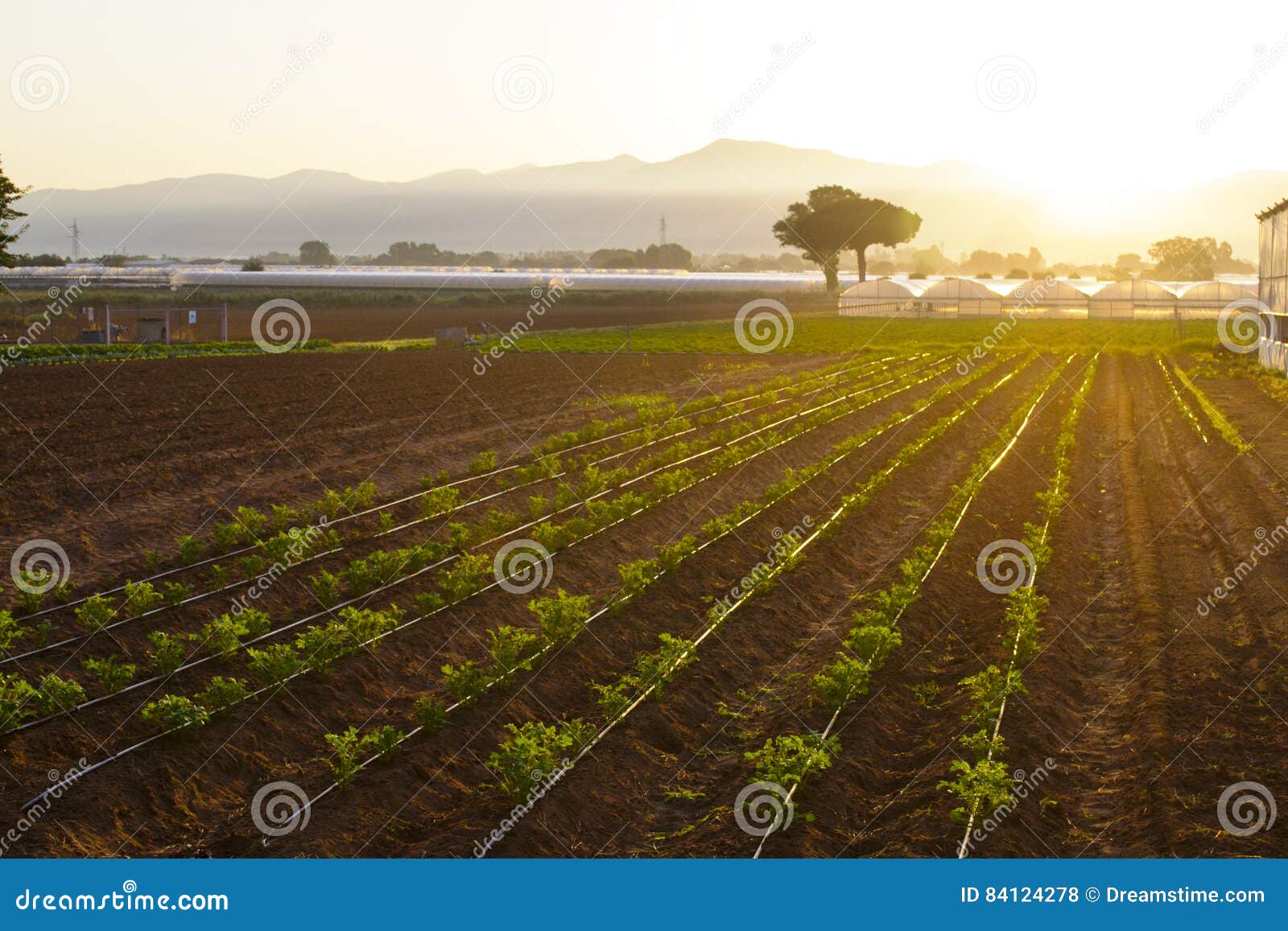 Drip system in a field stock photo. Image of cultivated - 84124278