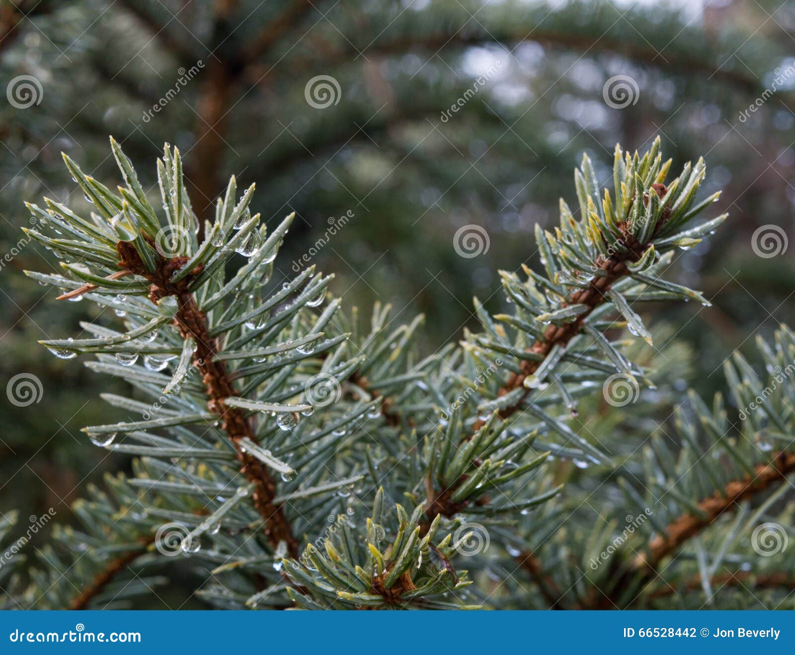 Dripping Dew on Sitka Spruce Needles Stock Photo - Image of branch ...