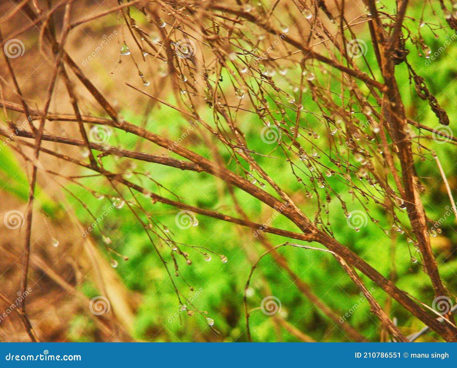 Dripping Drops of Lovely Mist Stock Image - Image of water, nature ...