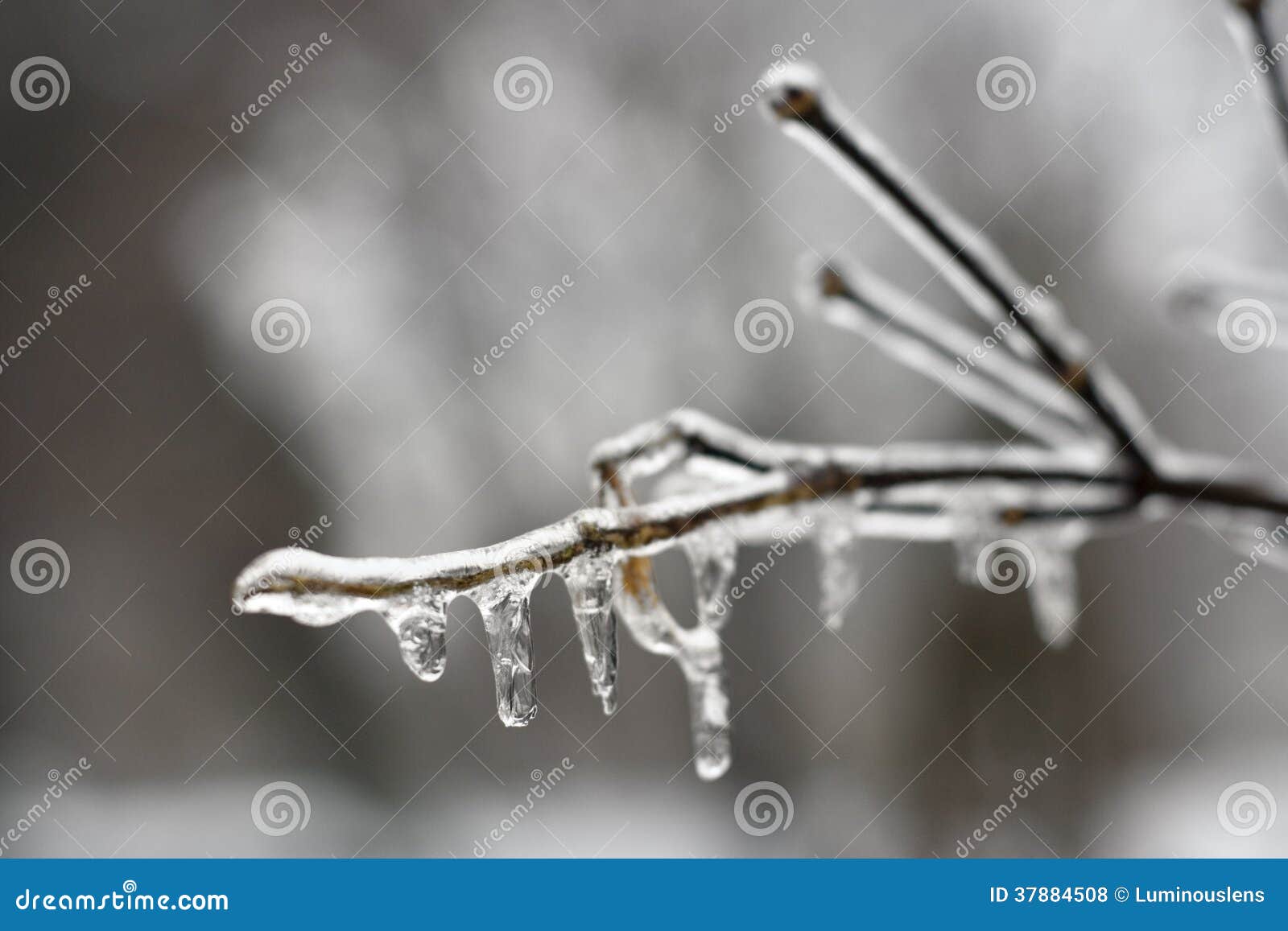 Dripping Ice stock photo. Image of bare, iced, branches - 37884508