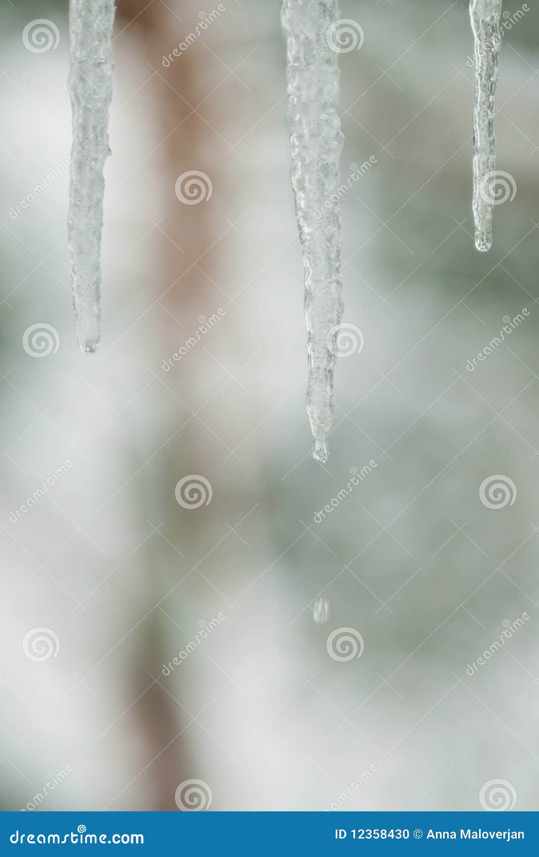 Dripping icicle stock photo. Image of melting, dripping - 12358430
