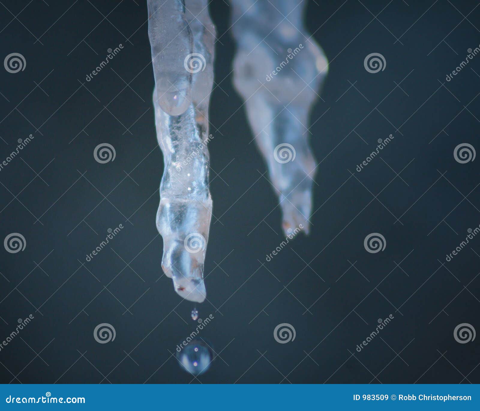 Dripping Icicles stock image. Image of melt, winter, cold - 983509