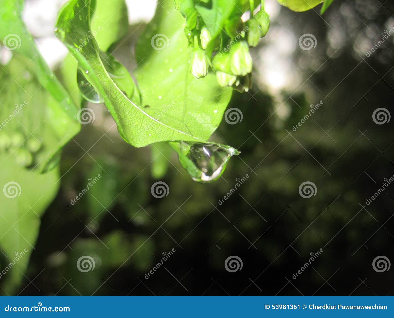 Dripping from leaf stock image. Image of peaceful, wallpaper - 53981361