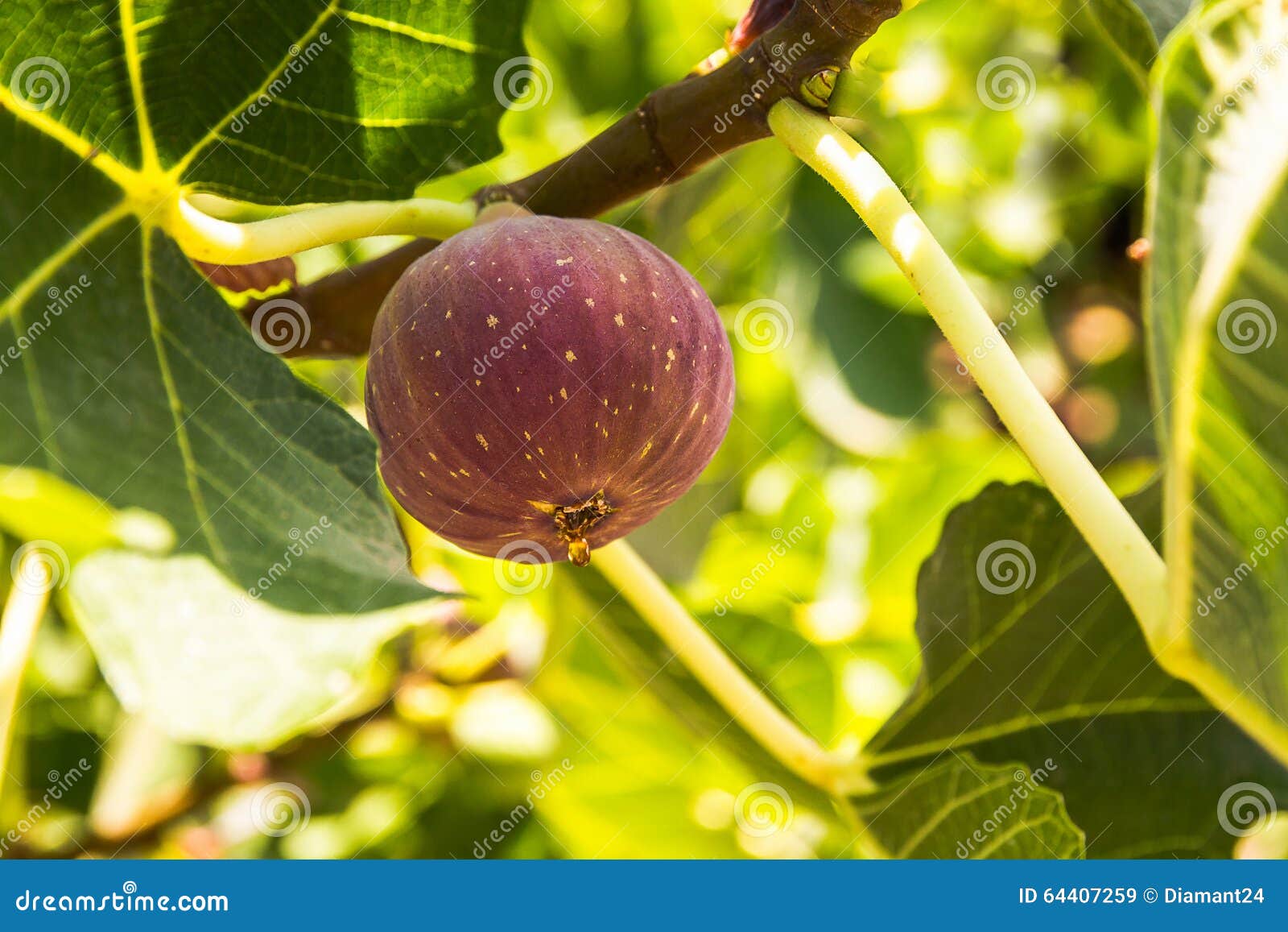 Dripping Ripe Fig on the Tree, Close Up Stock Image - Image of figs ...