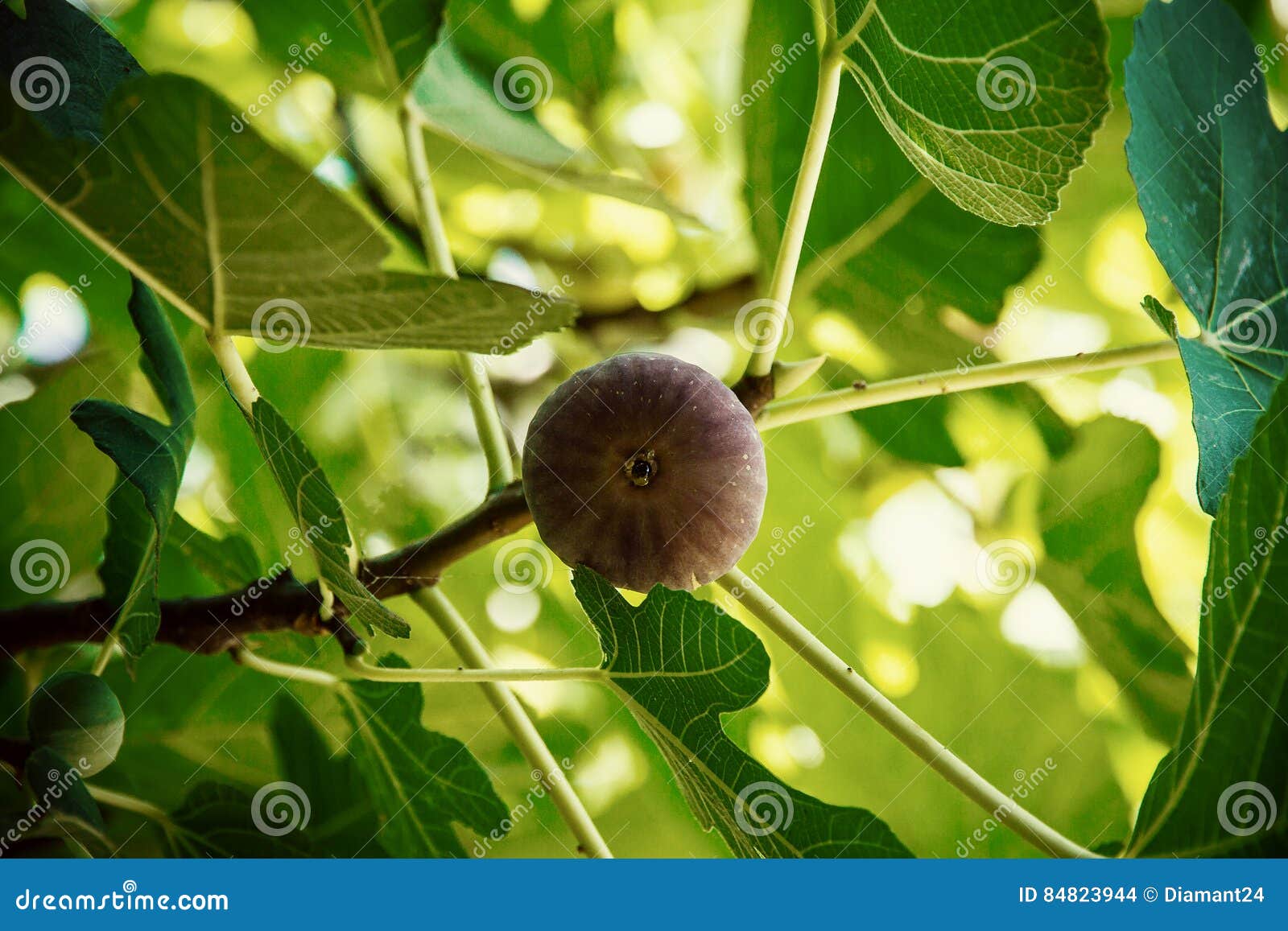 Dripping Ripe Fig on the Tree, Soft Focus Stock Photo - Image of leafs ...