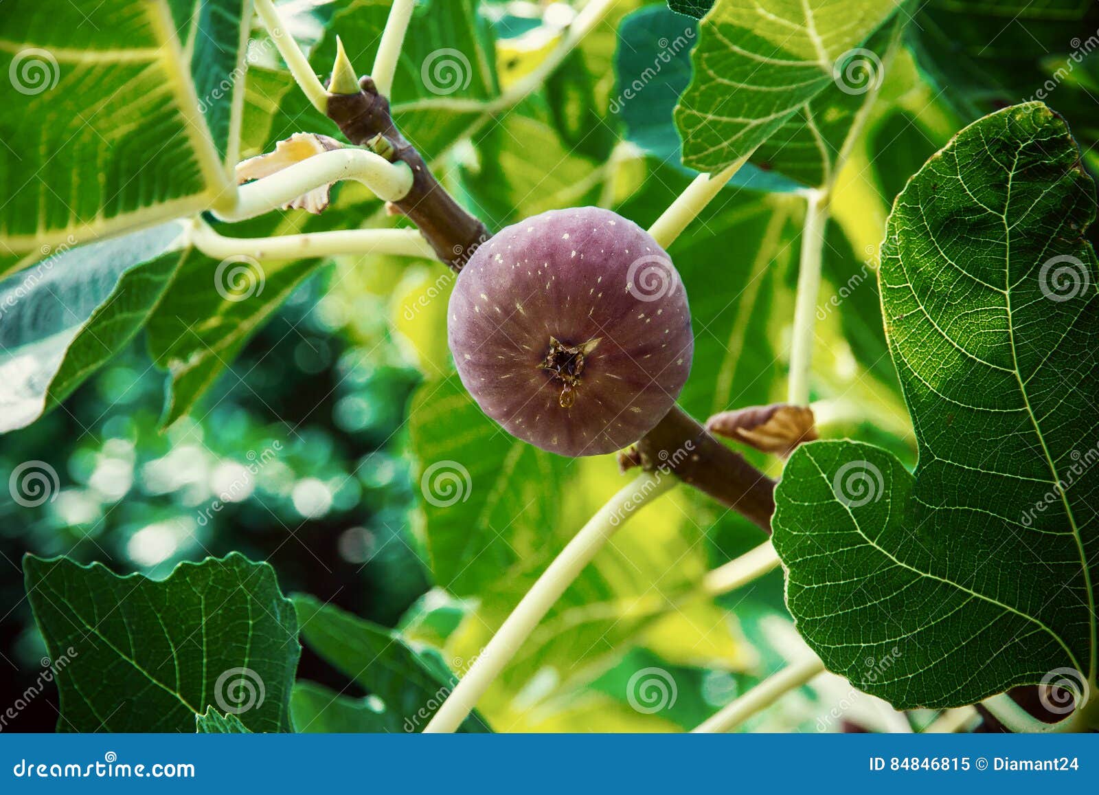 Dripping Ripe Fig on the Tree, Soft Focus Stock Image - Image of juice ...