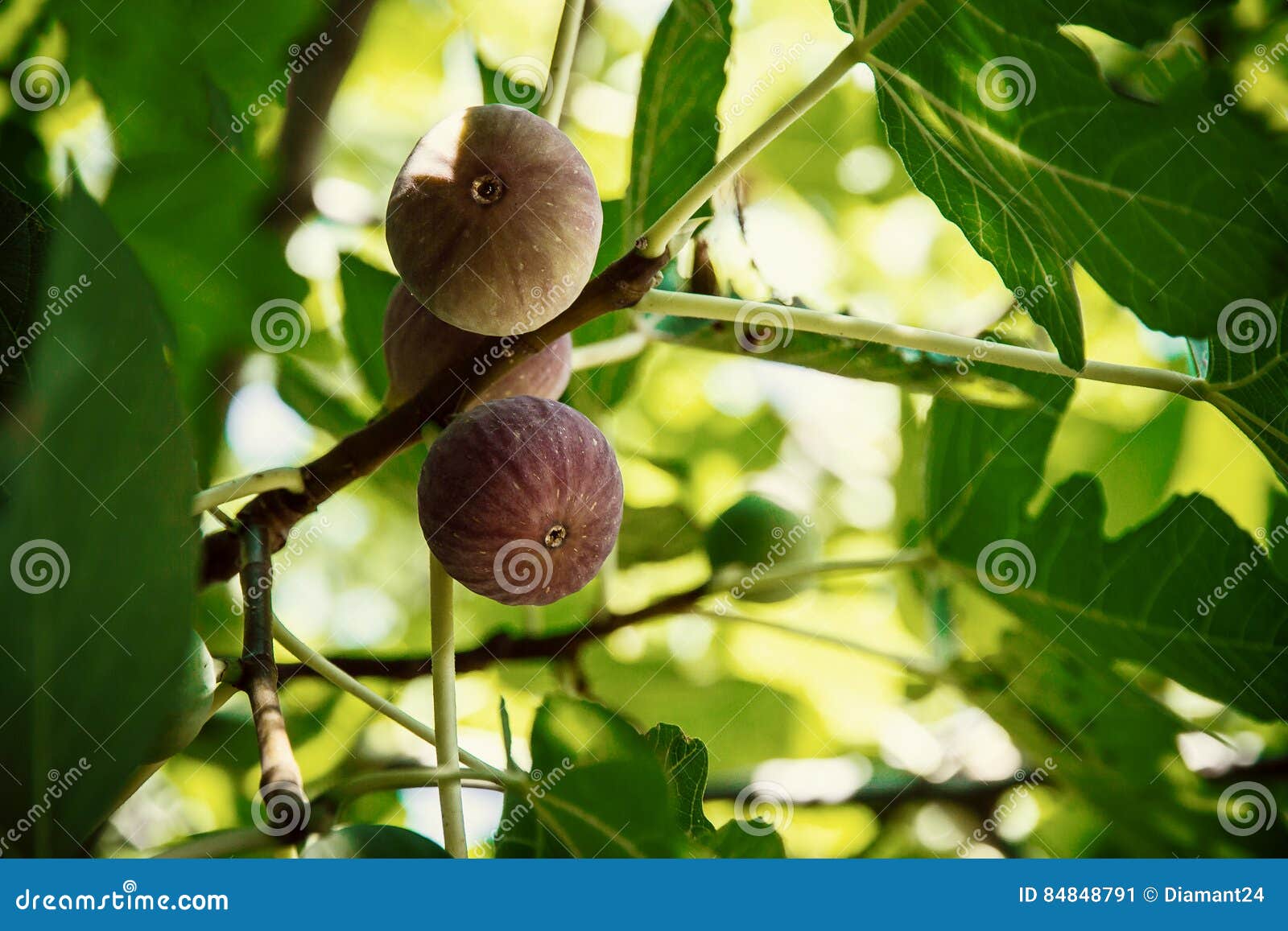 Dripping Ripe Fig on the Tree, Soft Focus Stock Image - Image of grow ...