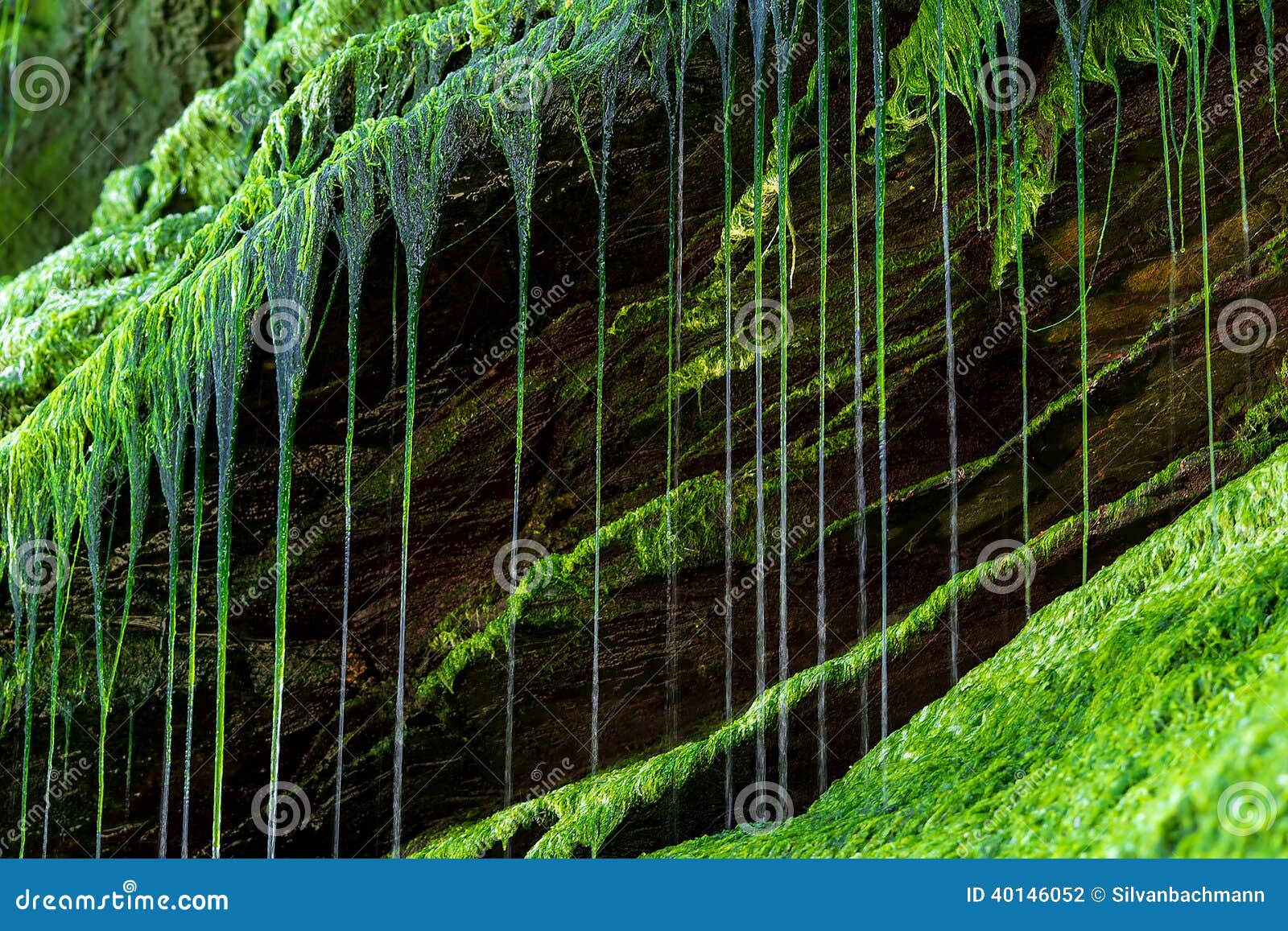 Dripping Water stock photo. Image of drip, great, drops - 40146052