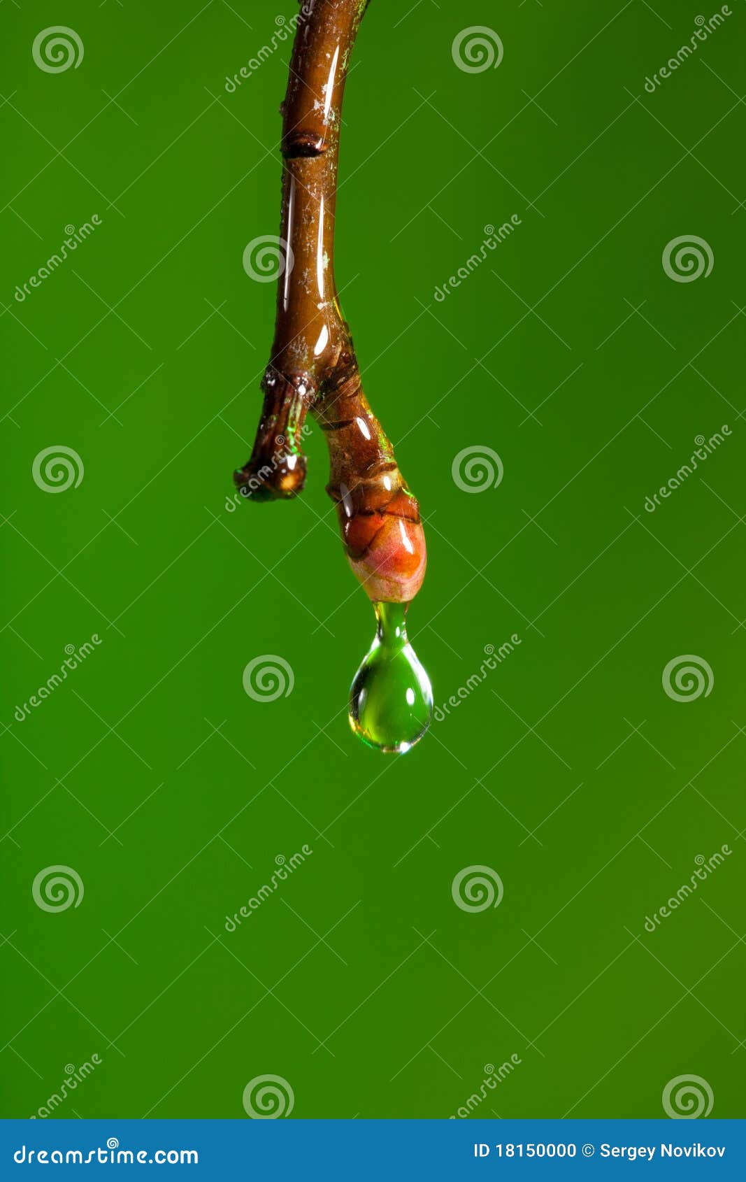 Dripping water in spring stock photo. Image of thaw, wand - 18150000