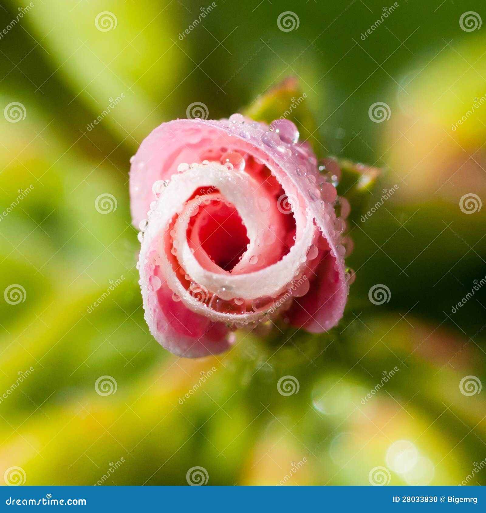Dripping Wet stock photo. Image of geranium, flora, bokeh - 28033830