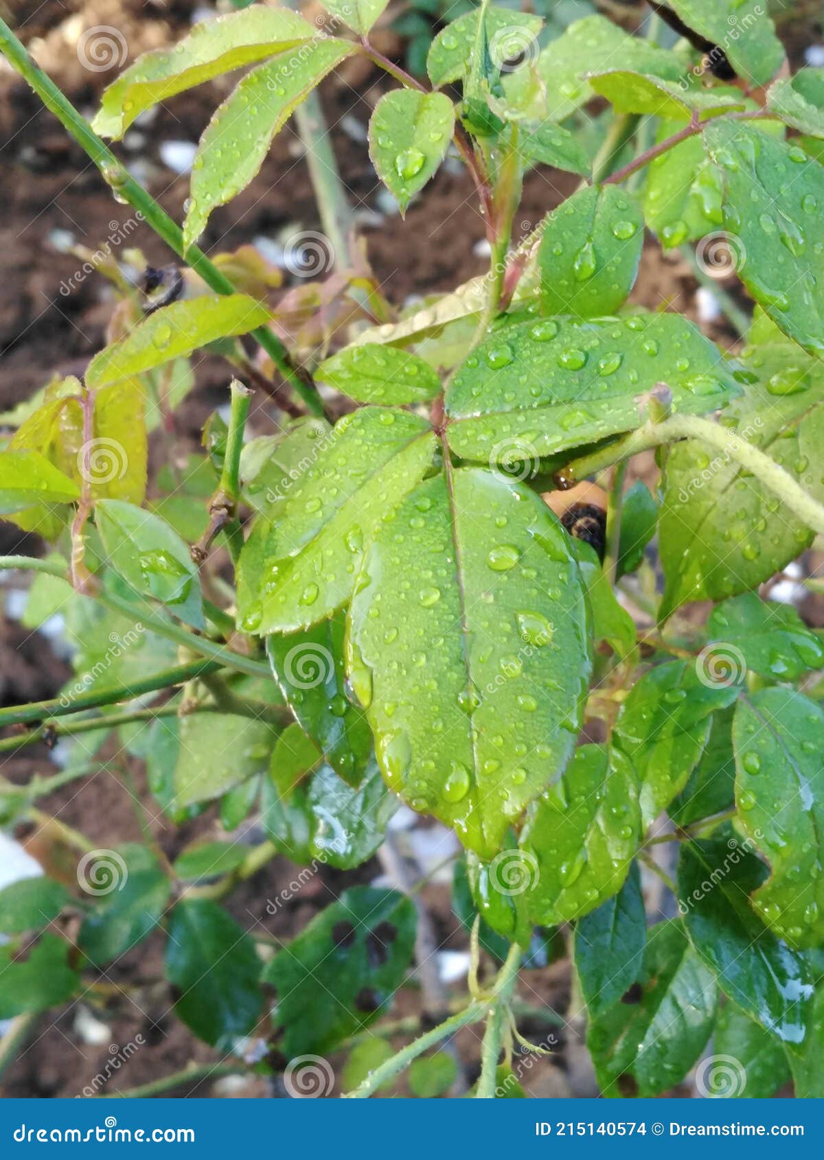 Drippy flower stock photo. Image of blossom, drippy - 215140574
