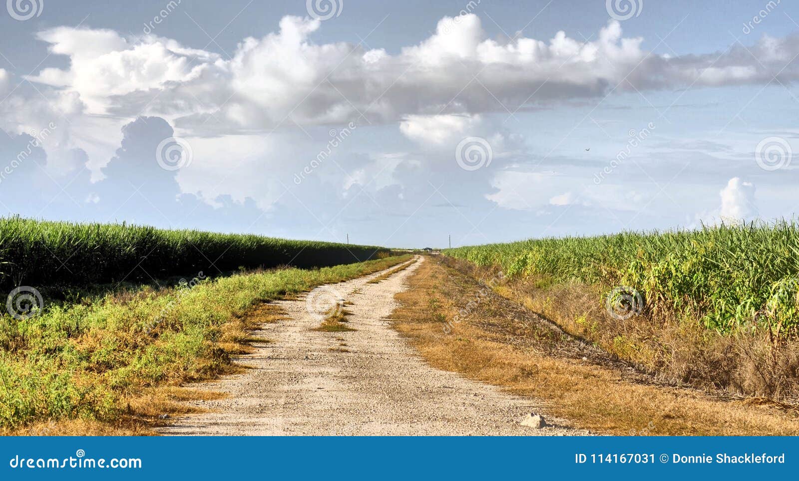 Drive through the Cane Fields Stock Image - Image of outdoor, energy ...