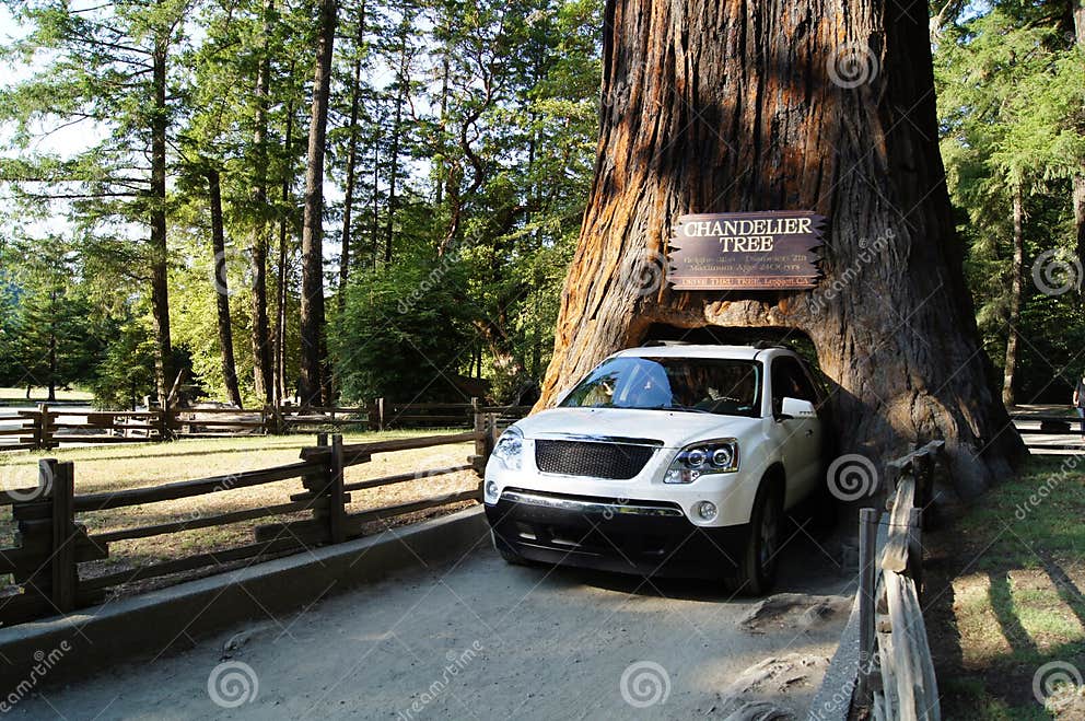 Drive through Tree stock image. Image of tourism, tree - 20991983