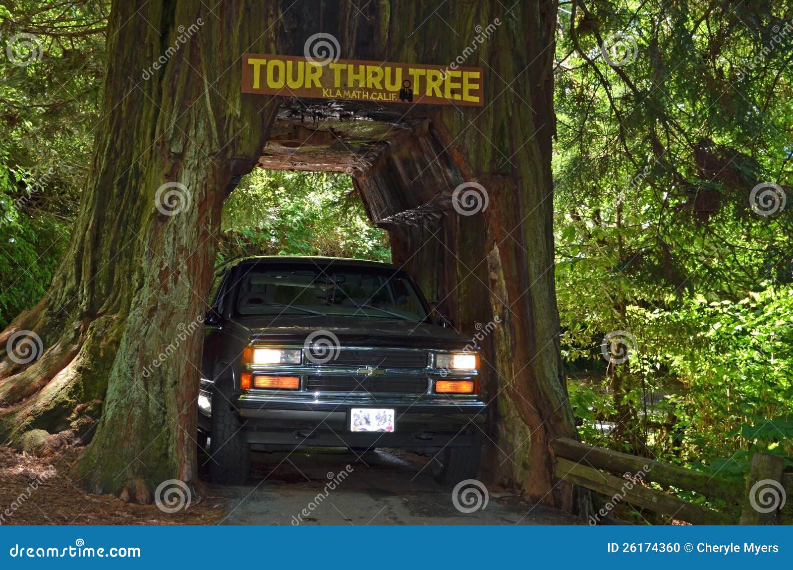 Drive through tree editorial image. Image of california - 26174360