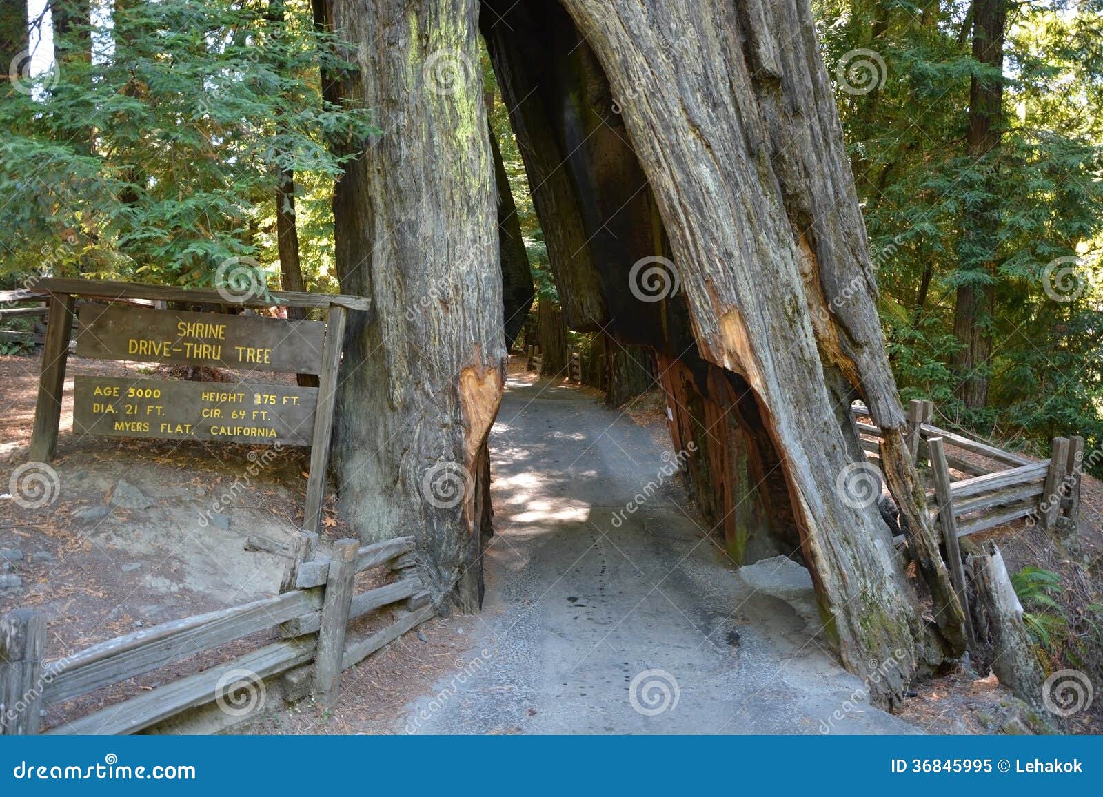 Drive through tree stock image. Image of attraction, foliage - 36845995