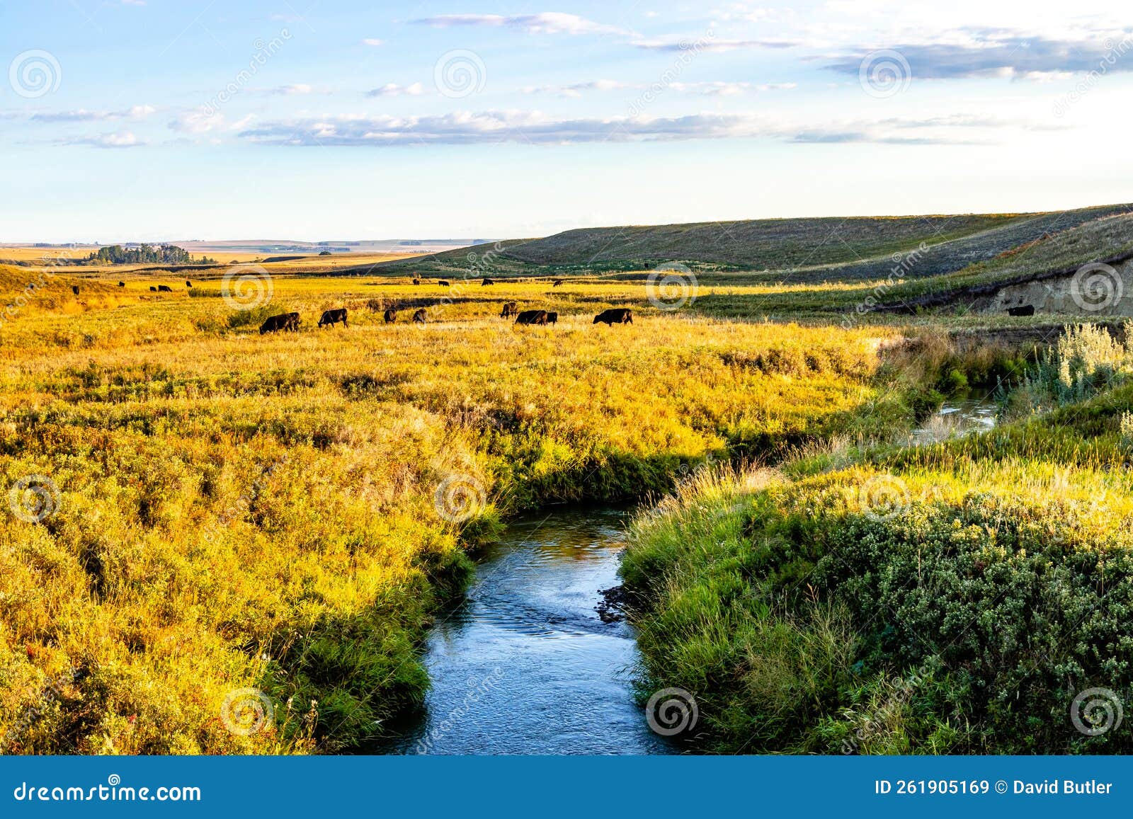 A Drive through Wheatland County Alberta Canada Stock Image - Image of ...