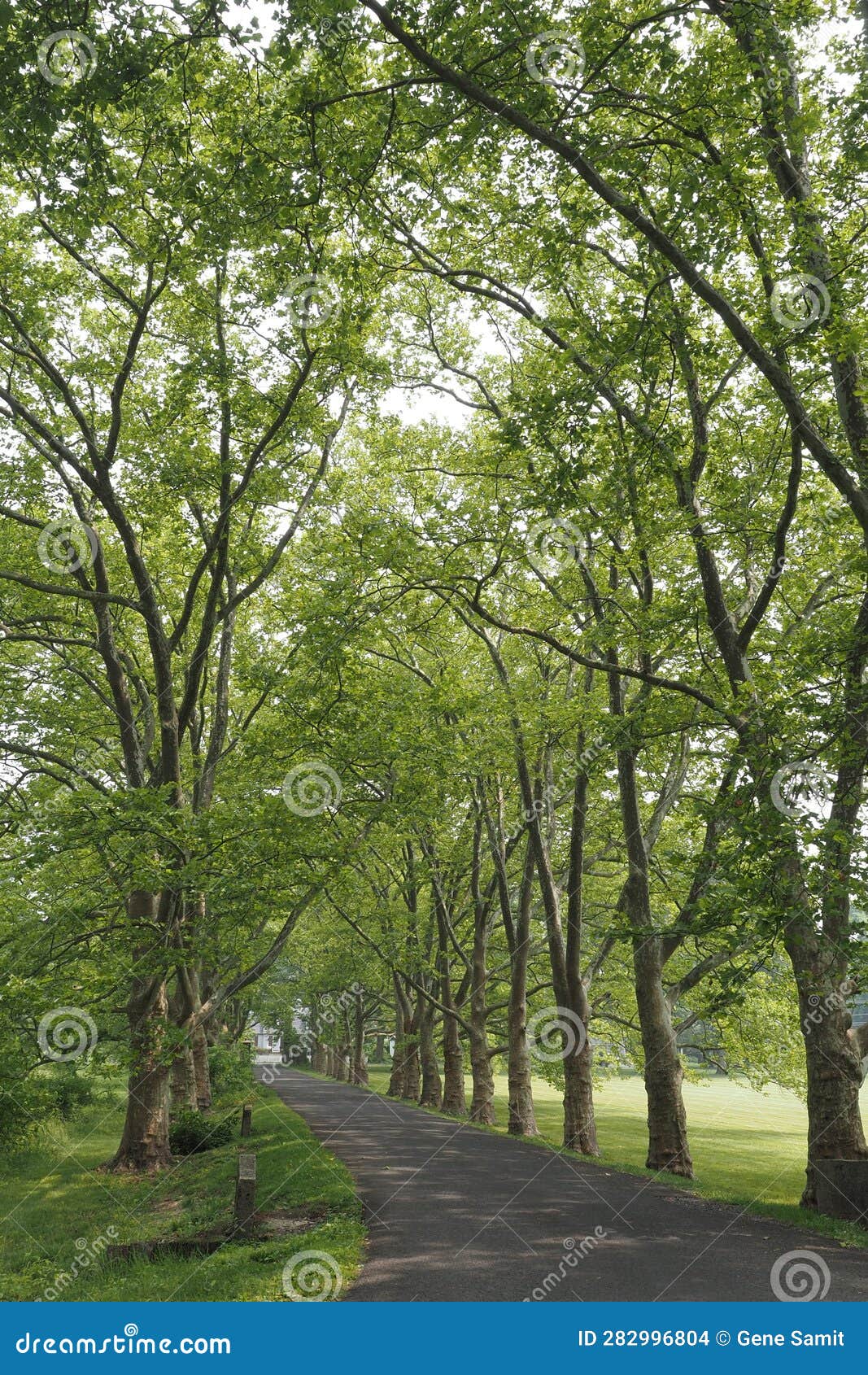 The Driveway is Lined with Large Trees on Both Sides. Stock Photo ...