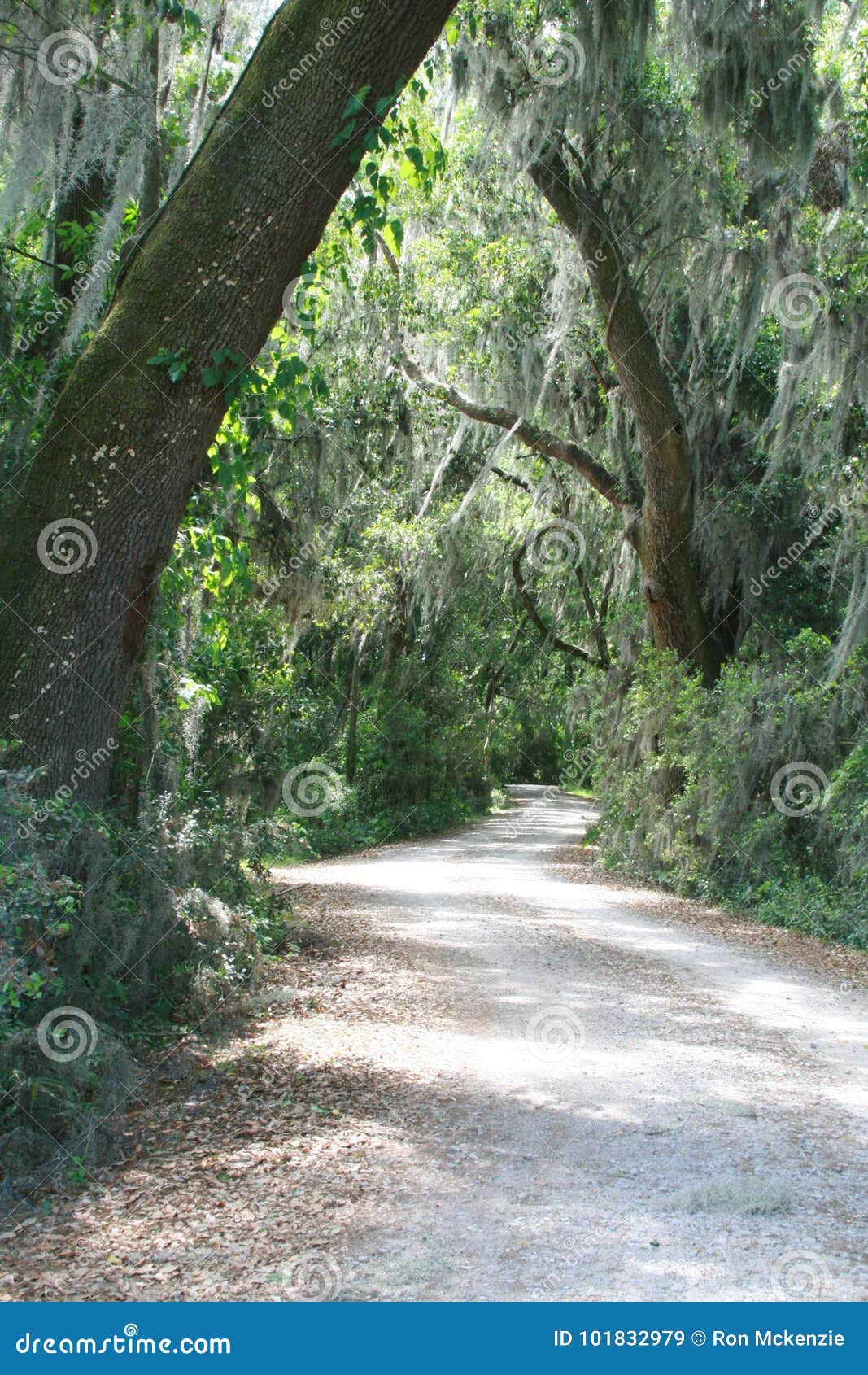 Driveway Lined with Live Oak Trees Stock Image - Image of driveway ...