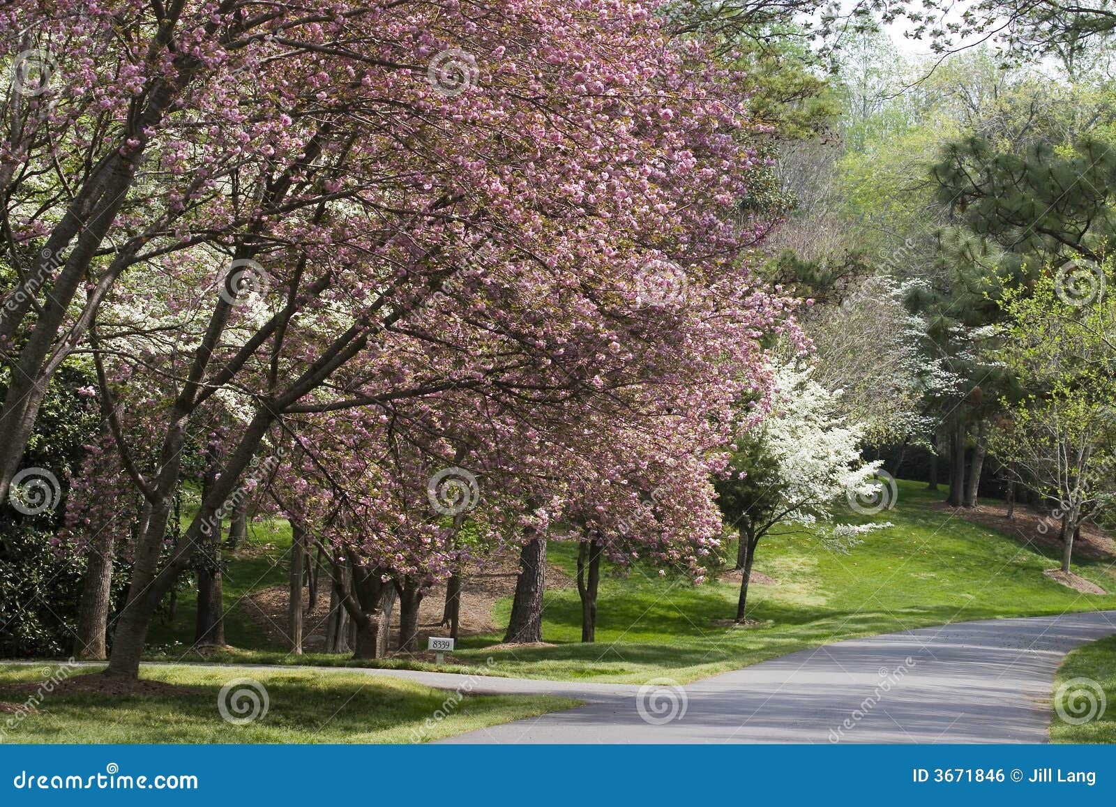 Driveway in the Spring stock photo. Image of bridge, beautiful - 3671846