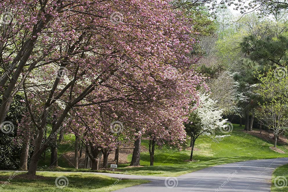 Driveway in the Spring stock photo. Image of bridge, beautiful - 3671846