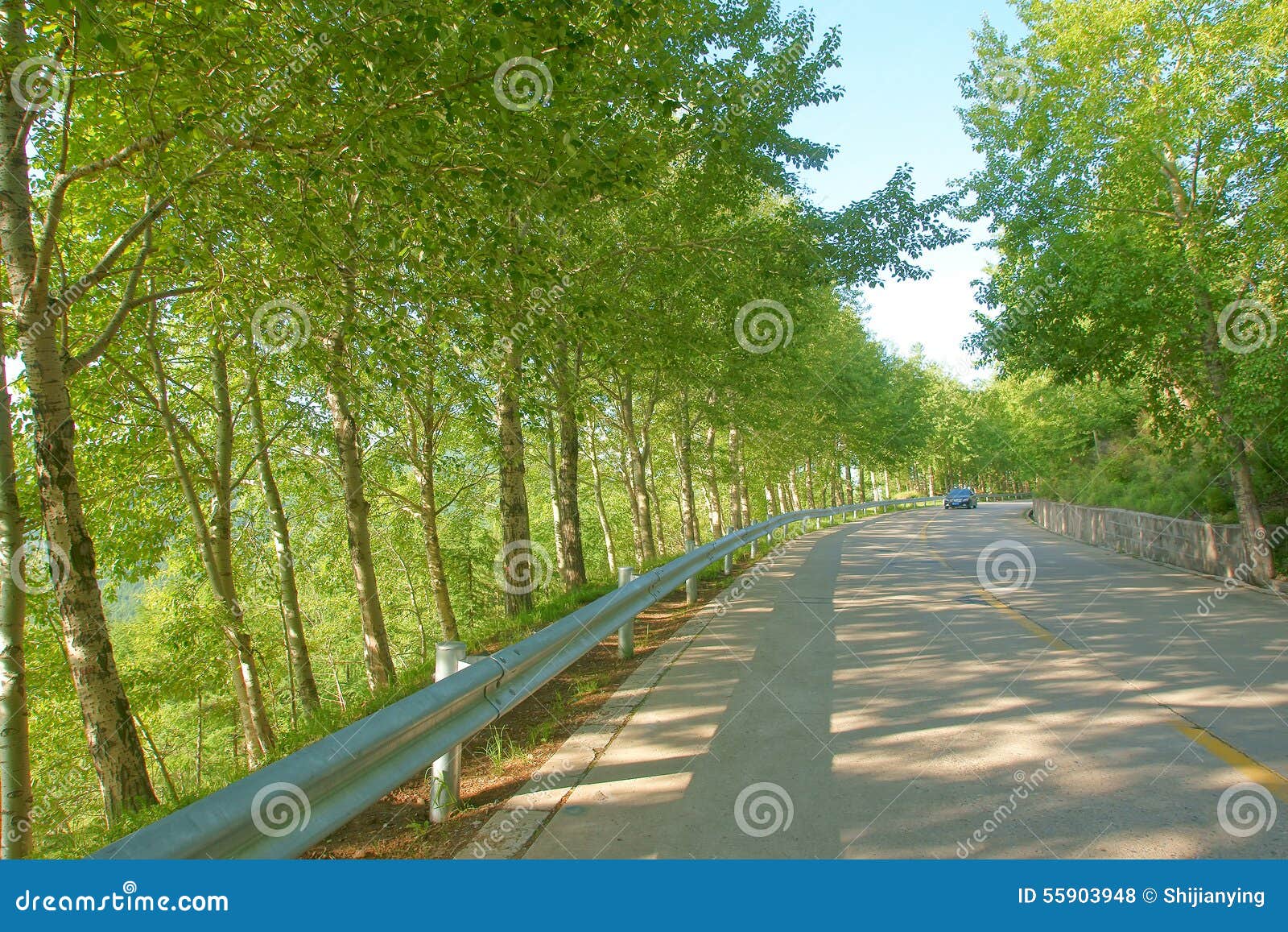 Driveway in trees stock photo. Image of poplar, woods - 55903948