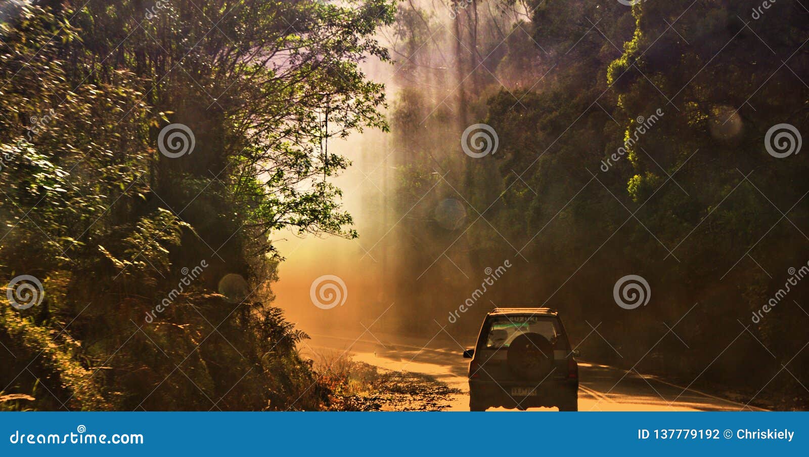 Driving through the Forest stock photo. Image of driving - 137779192