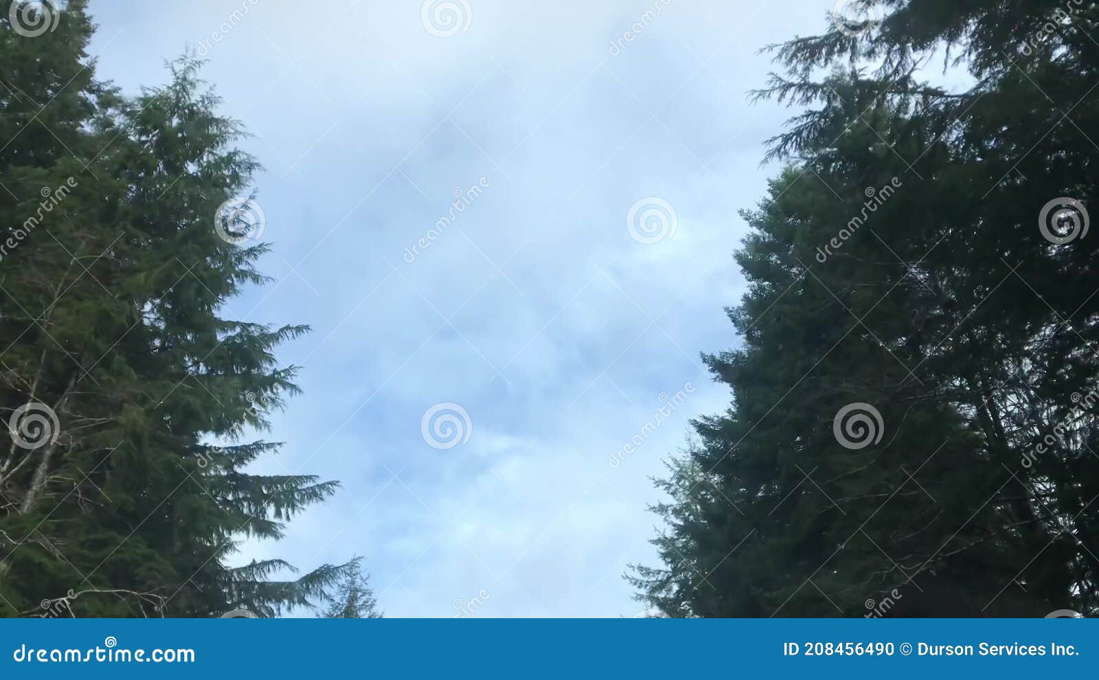 Driving on Road Lined with Pine Trees, Camera Tilted Up Stock Footage ...