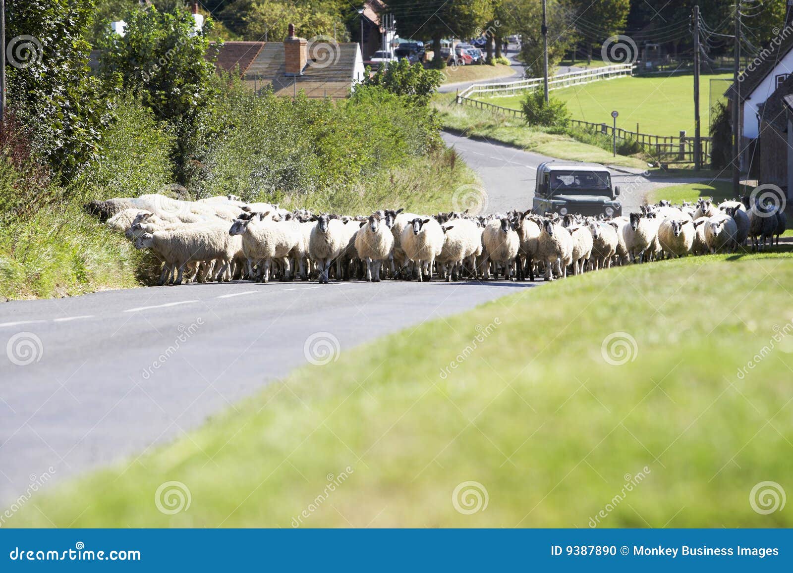 Driving Sheep Along Country Road Stock Photo - Image of driving, road ...