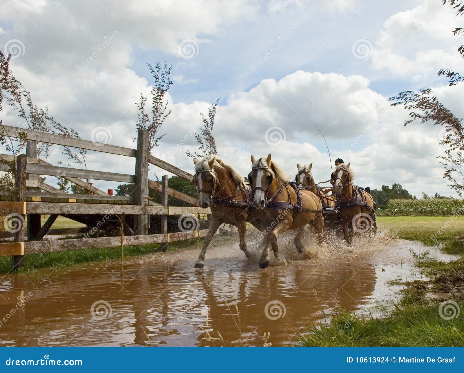 Driving team horses stock photo. Image of harness, motion - 10613924