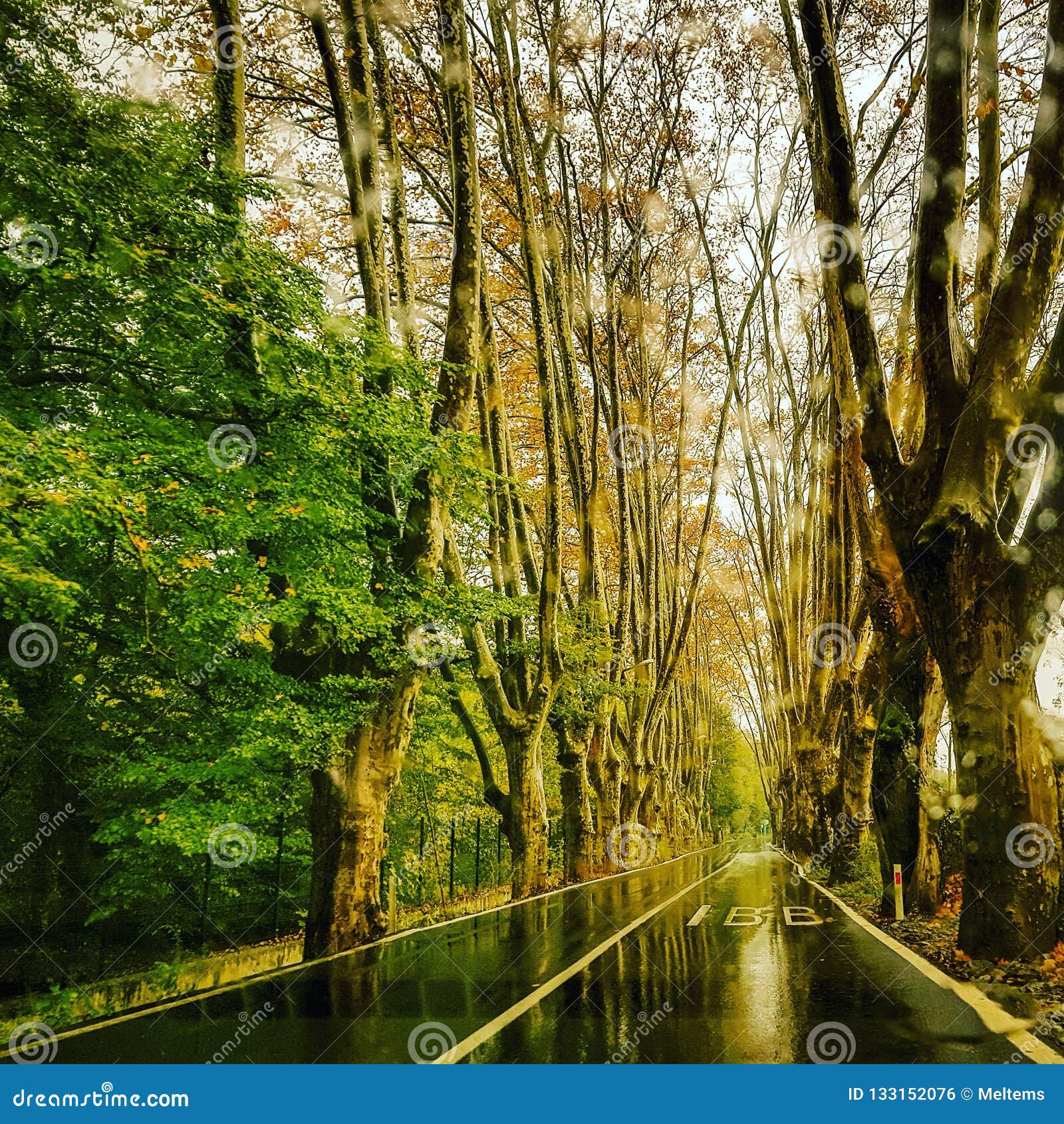 Driving Under the Rain and between the Trees Stock Photo - Image of ...