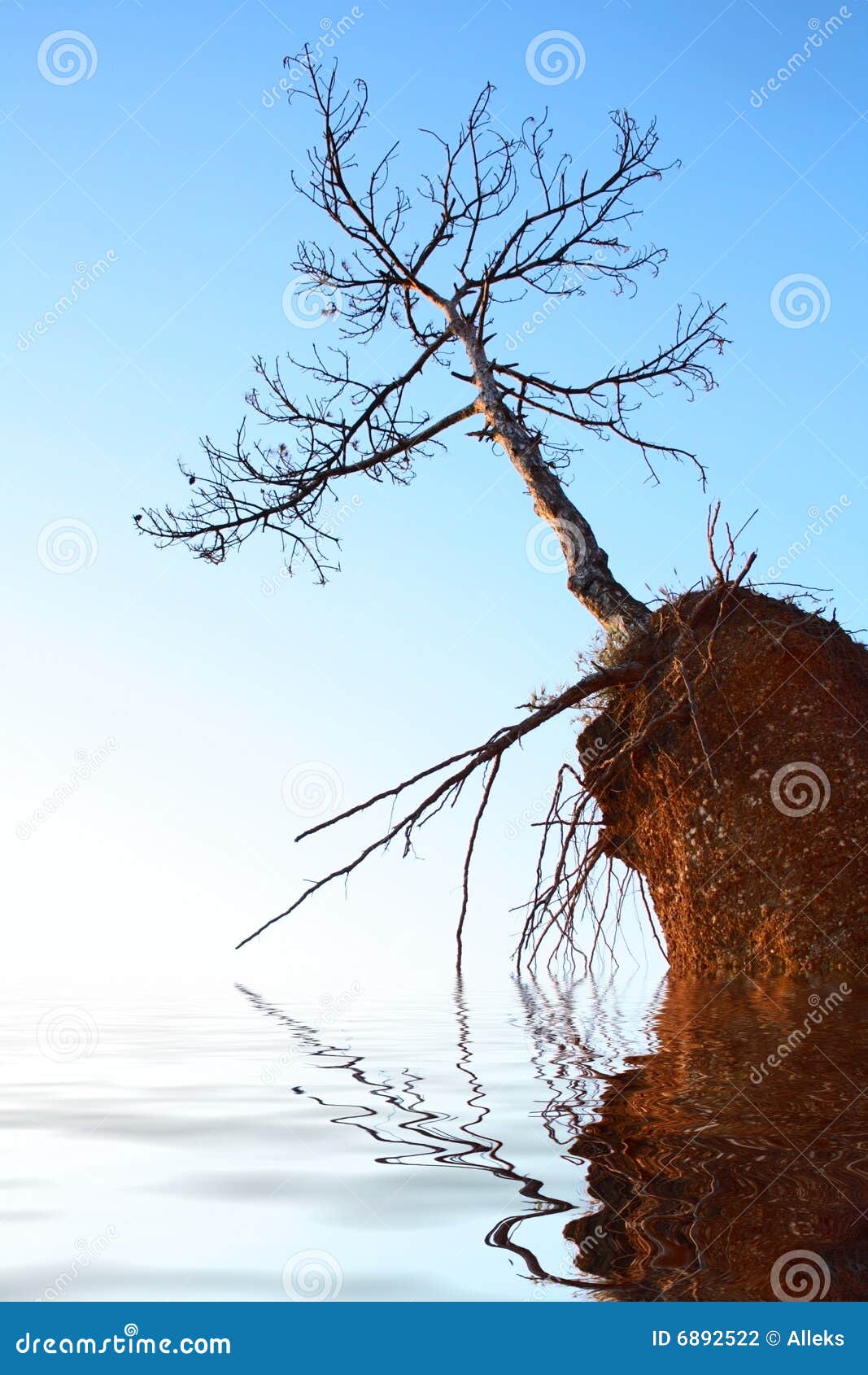 Droge boom op rots stock foto. Image of rood, aarde, achtergrond - 6892522