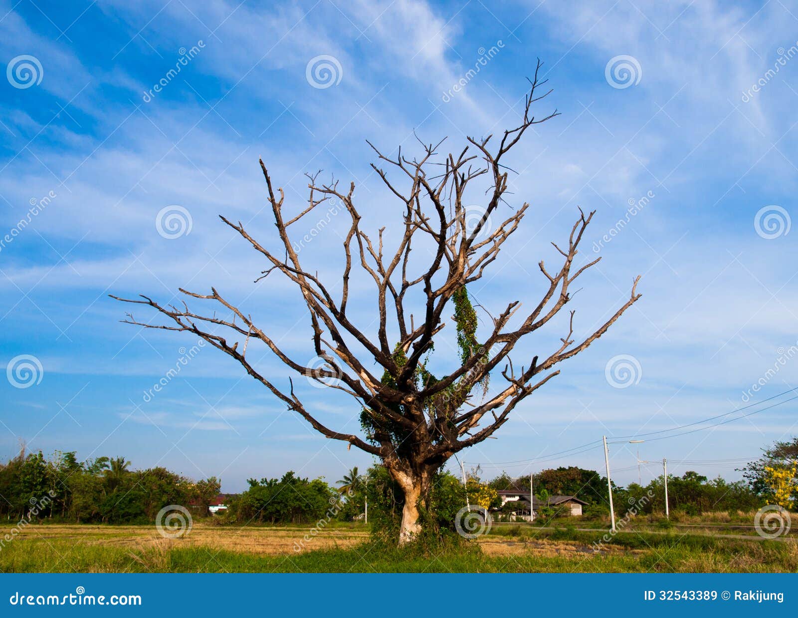 Droge dode bomen stock afbeelding. Image of eenzaam, vorm - 32543389