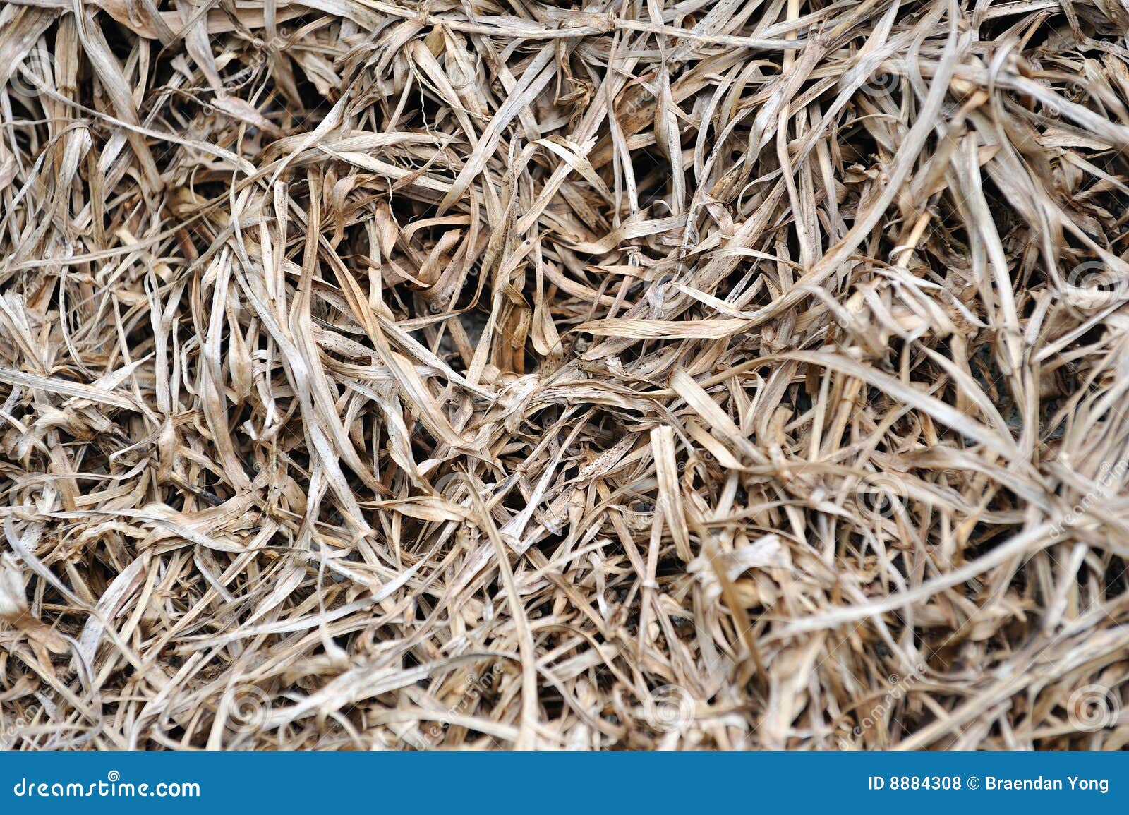 Droge grastexturen stock foto. Image of heet, hongersnood - 8884308