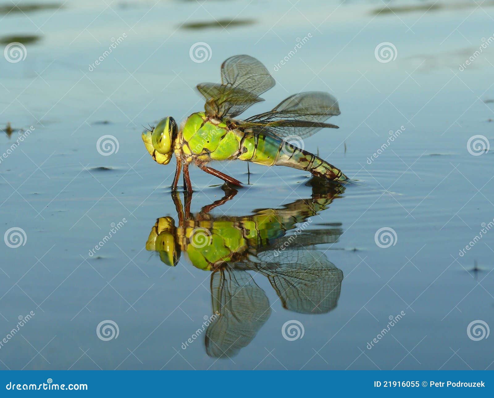 Drogonfly reflection stock image. Image of wings, green - 21916055