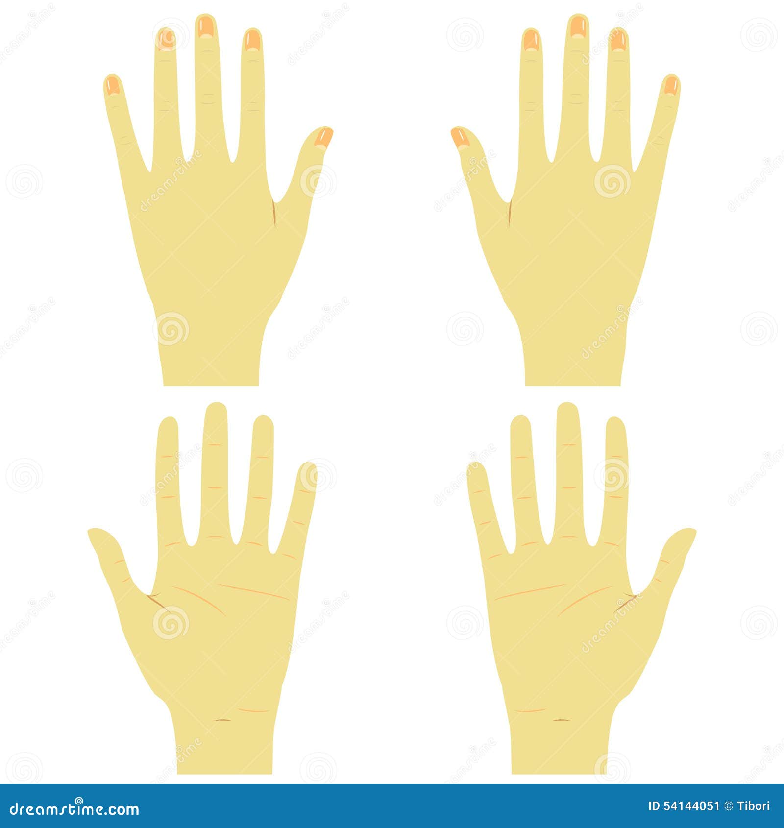 Droite De Mains, D'avant Et De Dos Et Parti Illustration de Vecteur ...