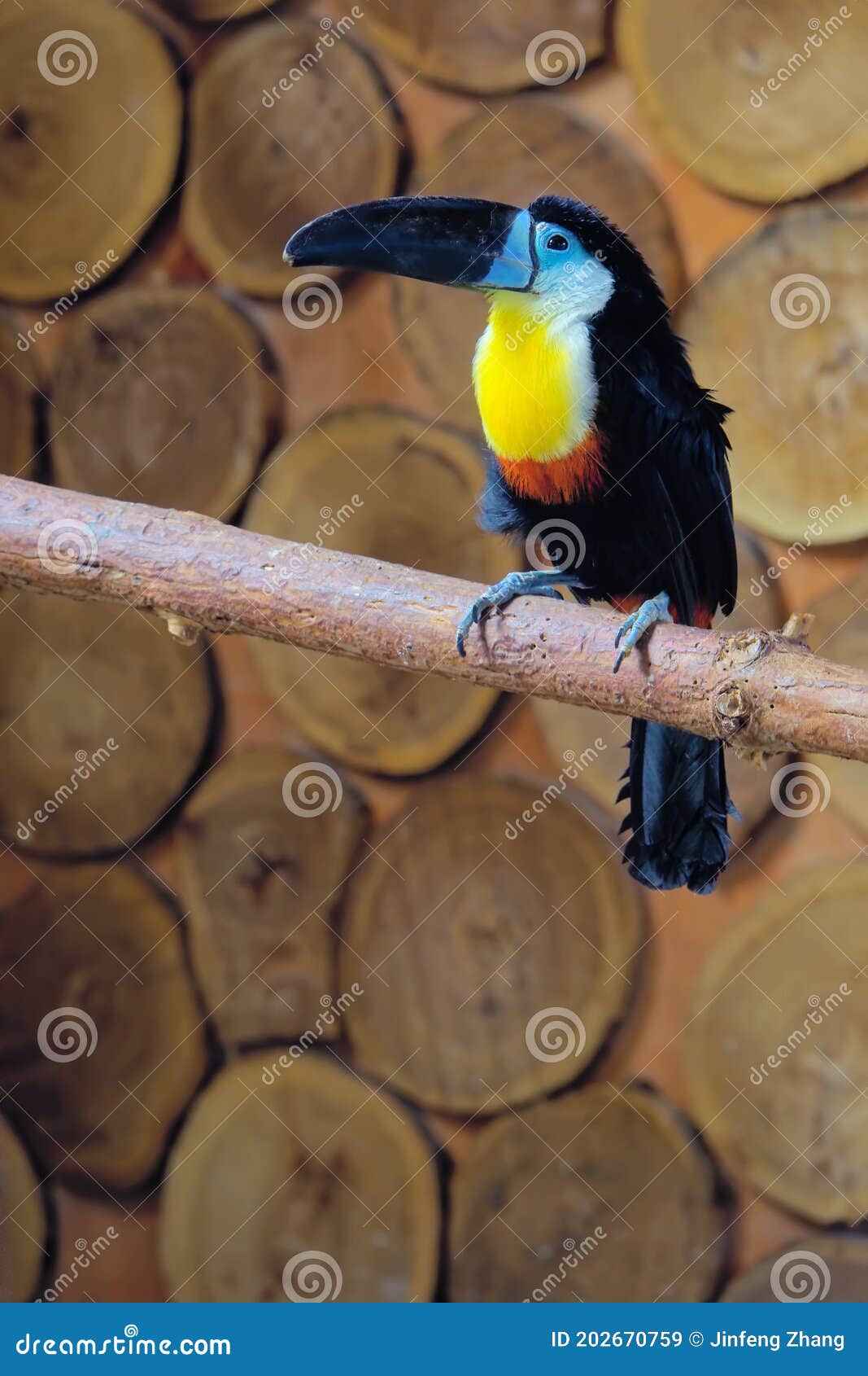 Droll Bird stock image. Image of puffin, animal, wildlife - 202670759