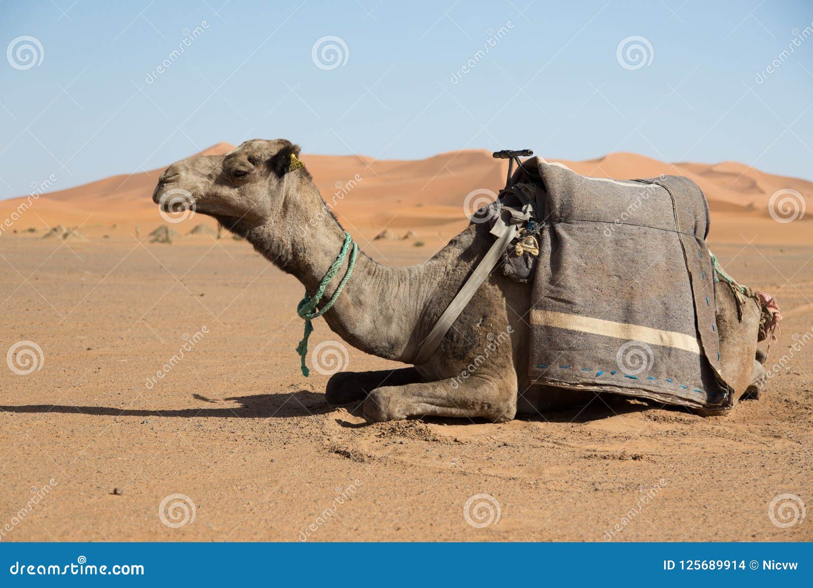 Dromader Odpoczywa Na Jego Kolanach Zdjęcie Stock - Obraz złożonej z ...