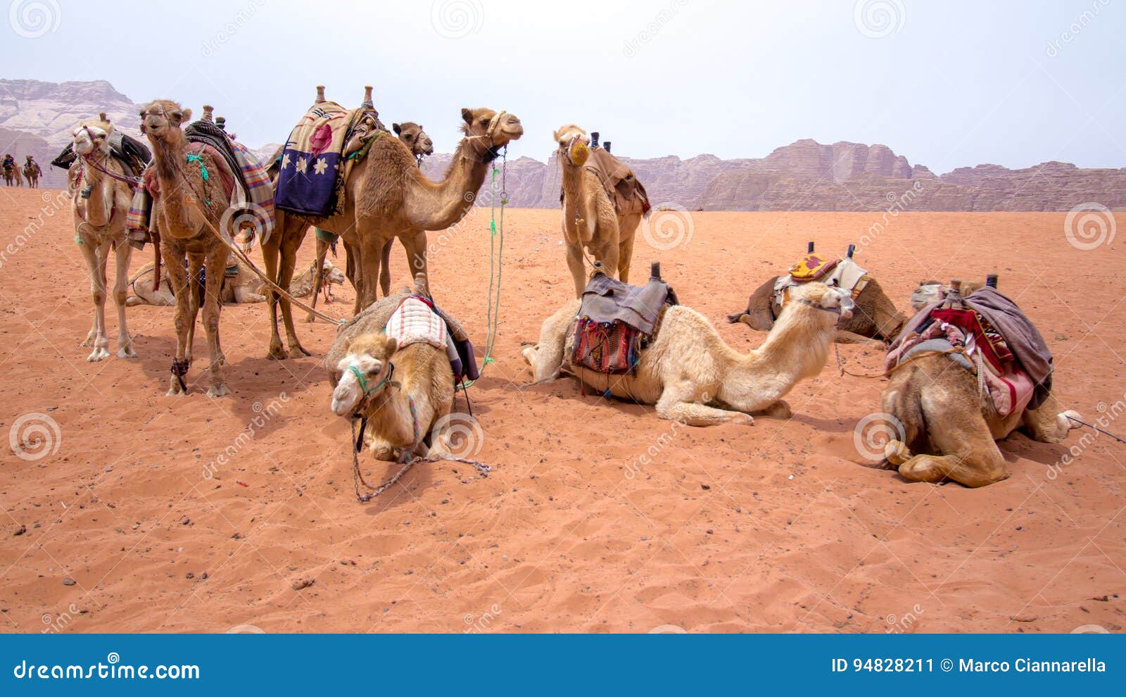 Dromedaries in the desert stock image. Image of wadi - 94828211
