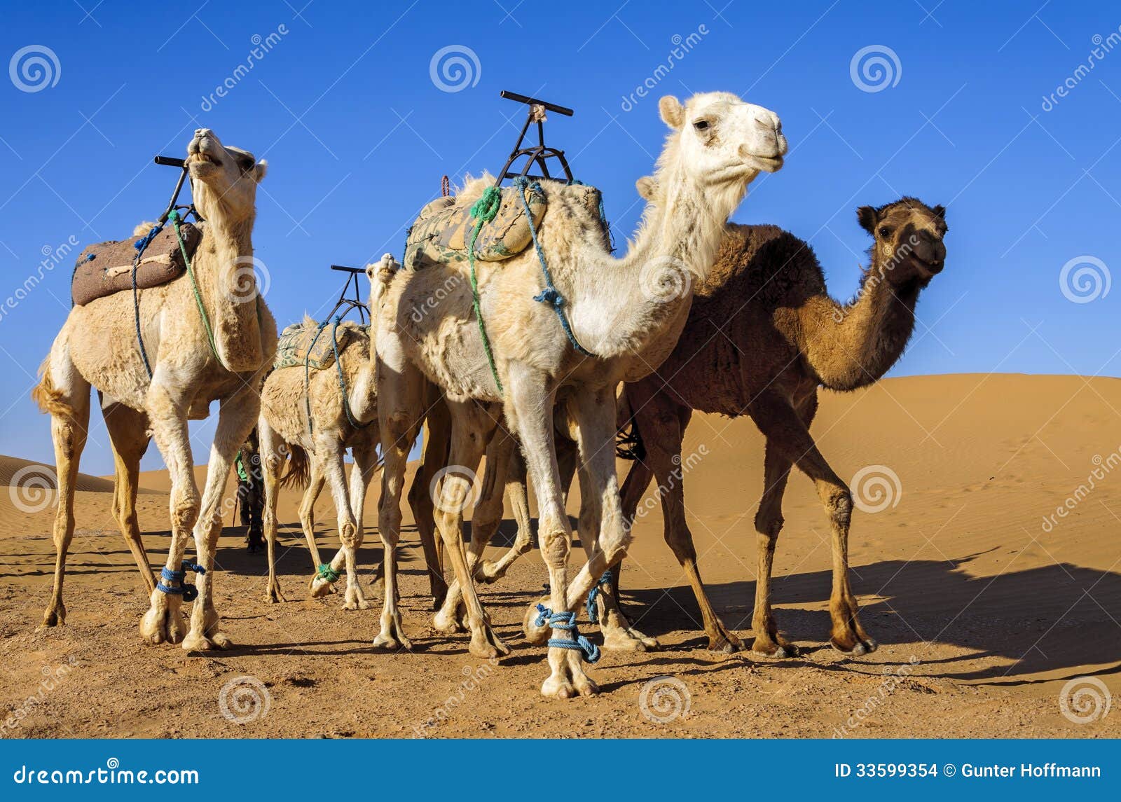 Dromedaries in Morocco Desert Stock Photo - Image of dromedary, color ...