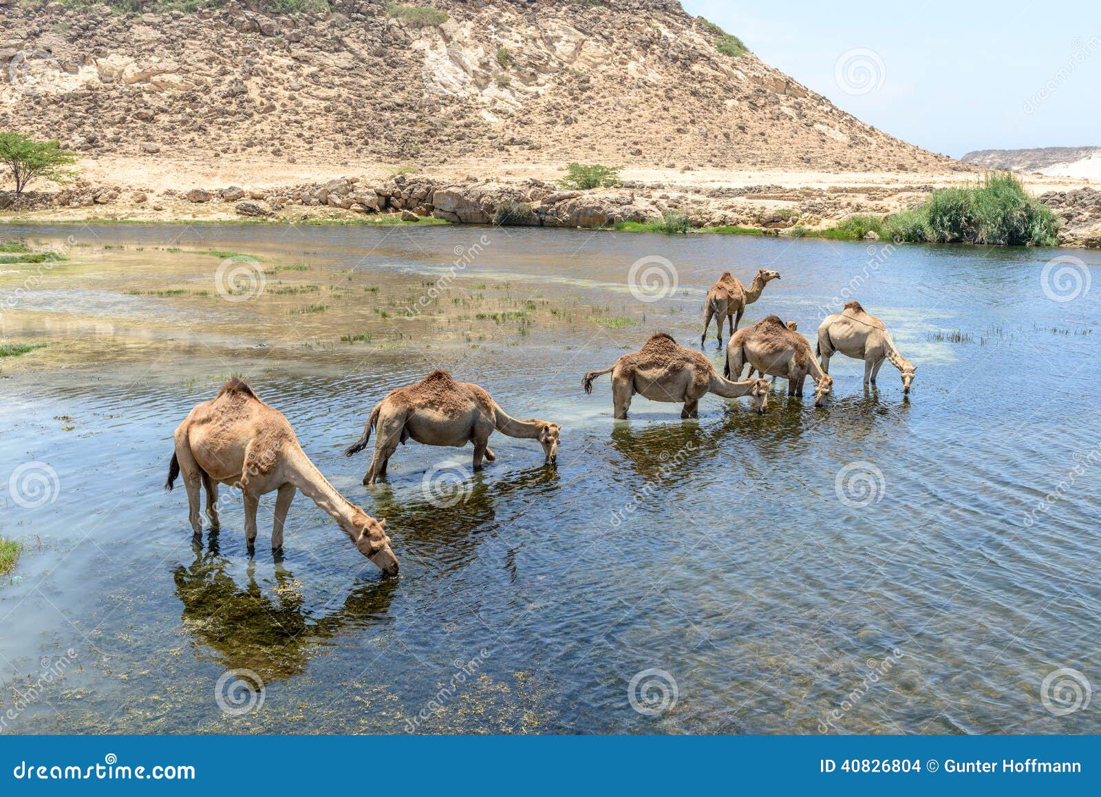 Dromedaries at Wadi Darbat, Taqah (Oman) Stock Photo - Image of ...